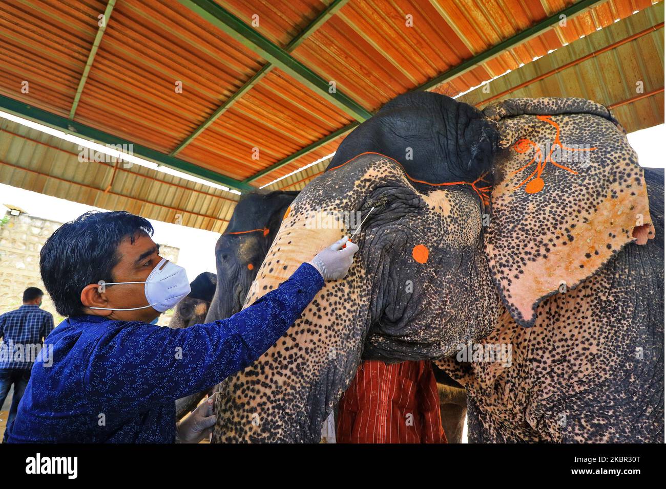 Elephants check up hi-res stock photography and images - Alamy