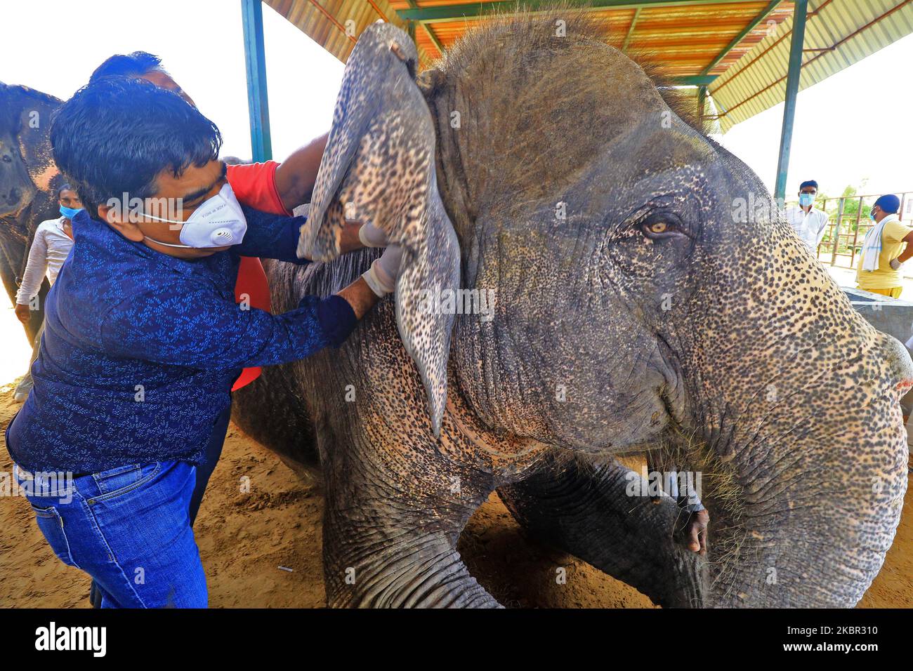 Elephants check up hi-res stock photography and images - Alamy