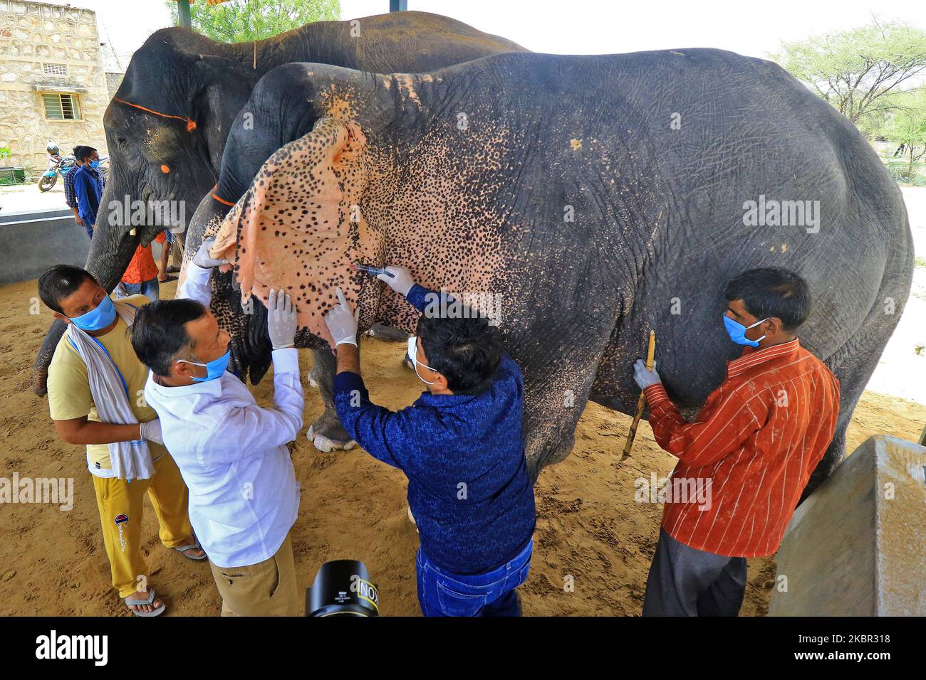 Elephants check up hi-res stock photography and images - Alamy