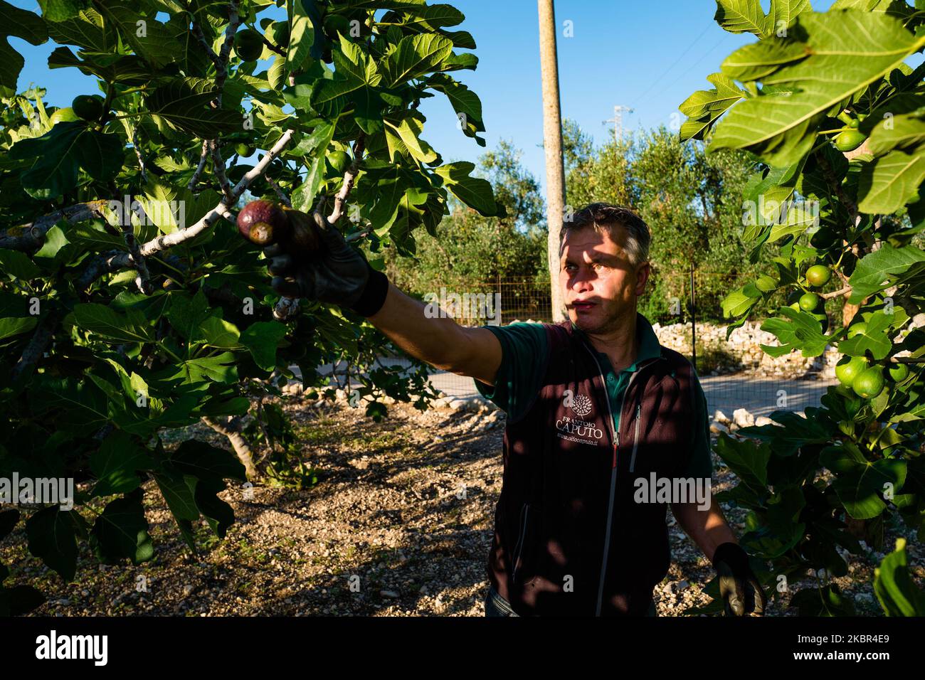 Domenico tauro hi-res stock photography and images - Alamy