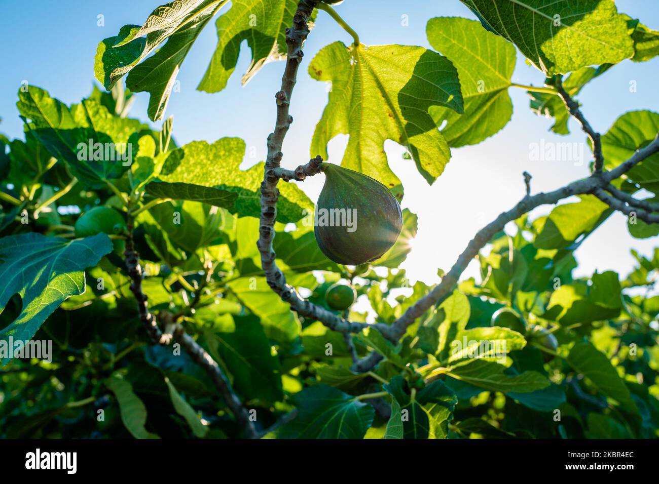 Domenico tauro hi-res stock photography and images - Alamy