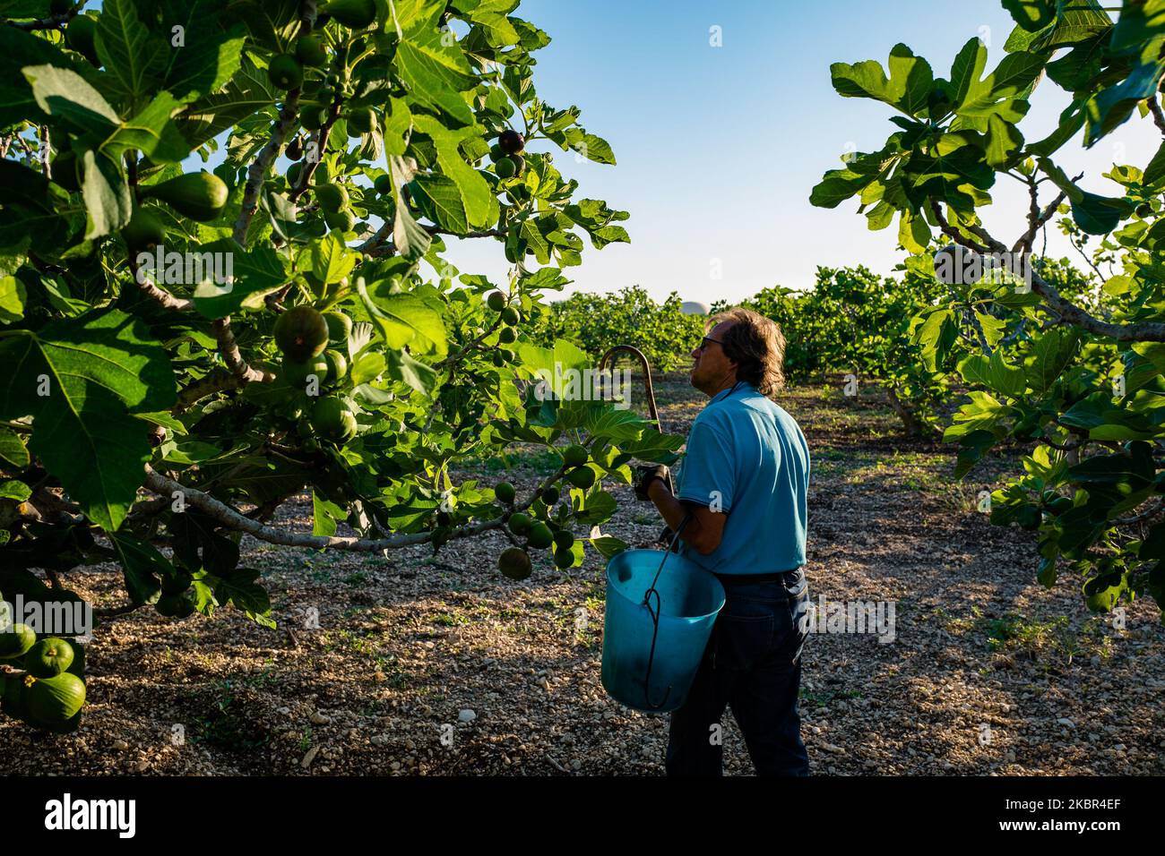 Domenico tauro hi-res stock photography and images - Alamy