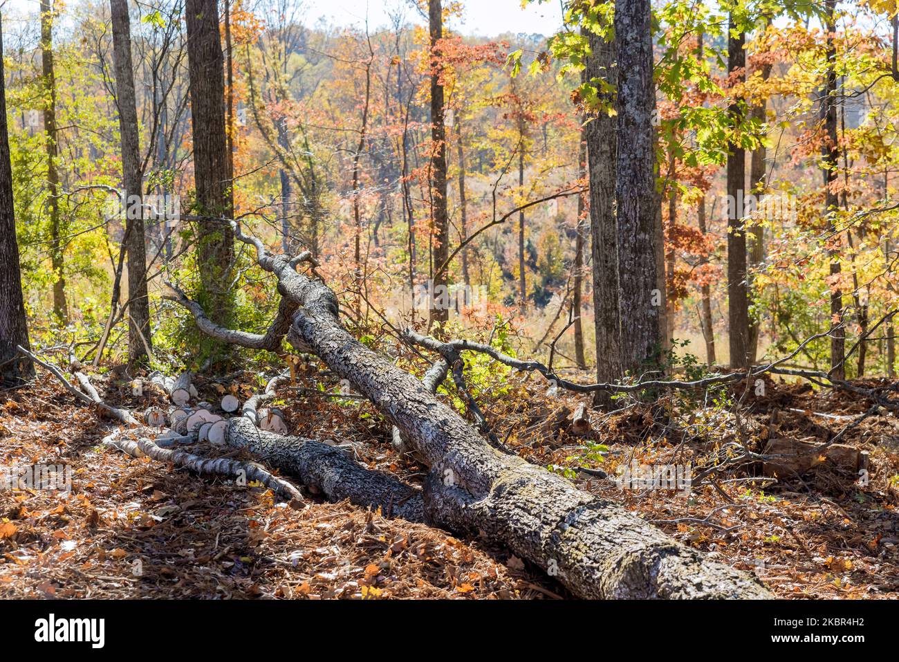 Tornado forest hi-res stock photography and images - Alamy