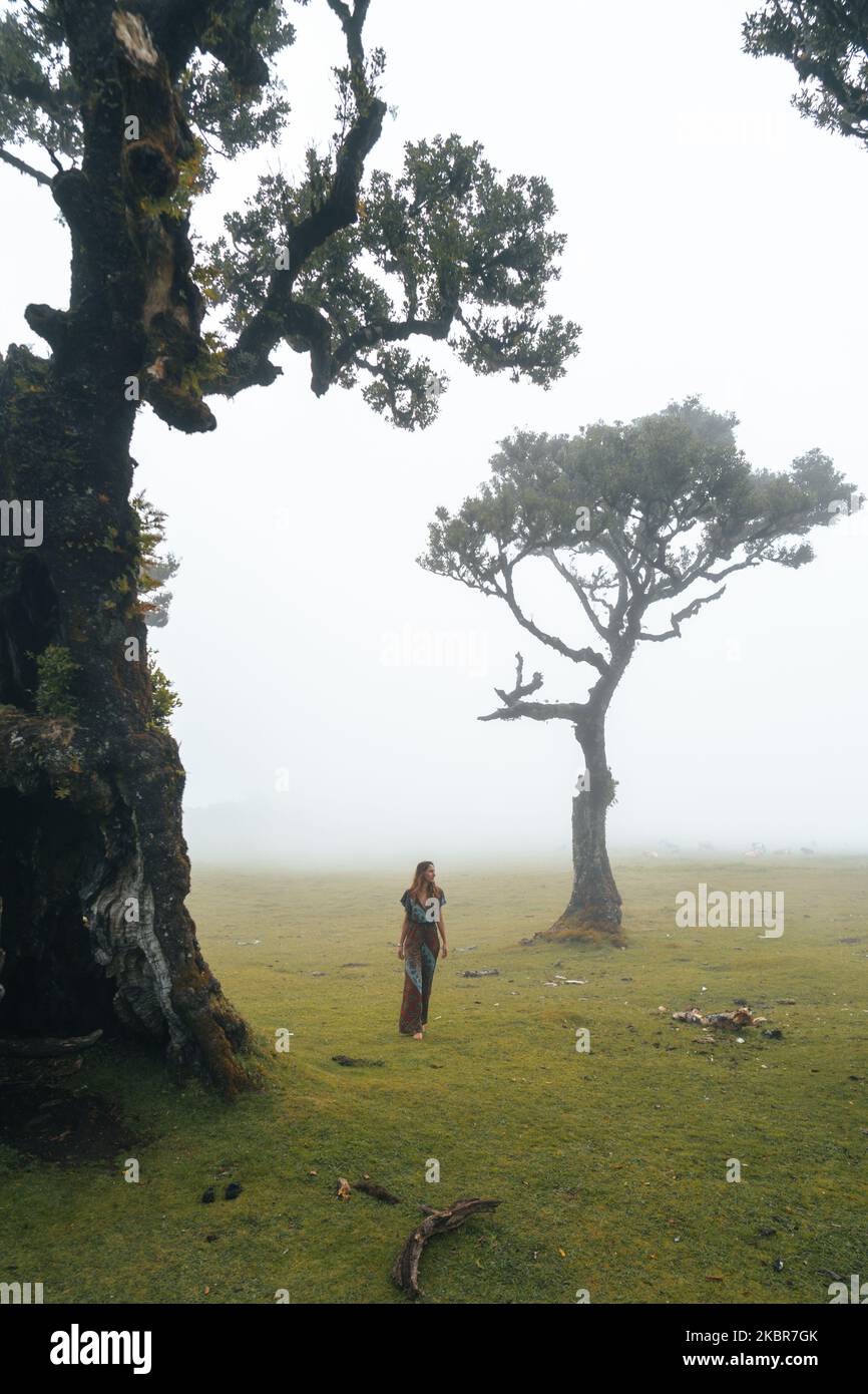 A mysterious Fanal forest in Madeira island Portugal Stock Photo - Alamy
