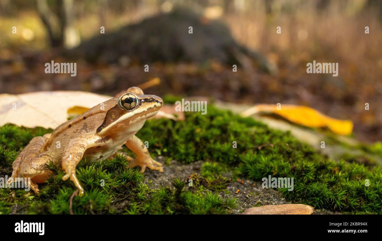 Wood frog rana sylvatica leaves hi-res stock photography and images - Alamy