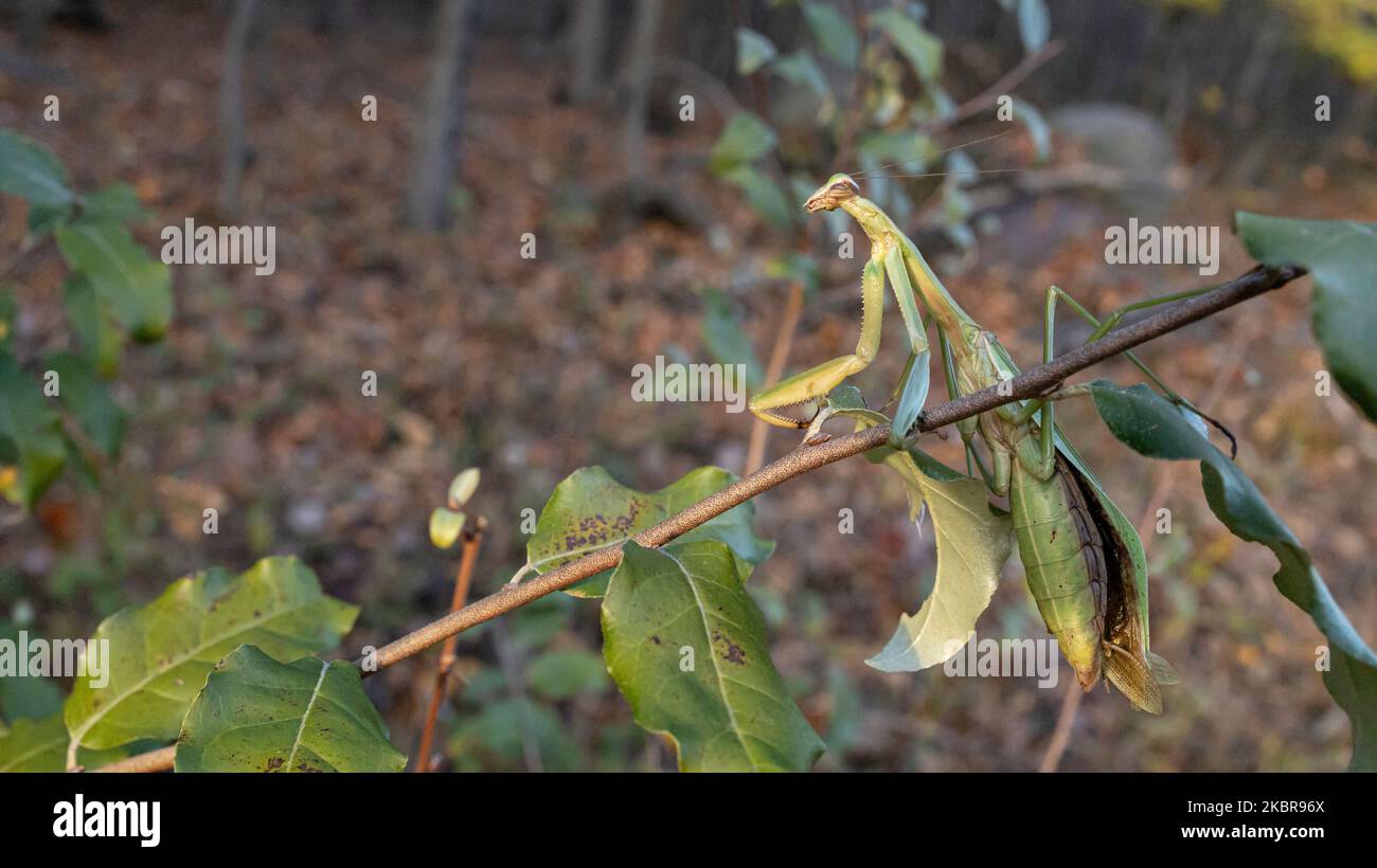 Chinese mantis shows its underside while climbing an autumn olive ...