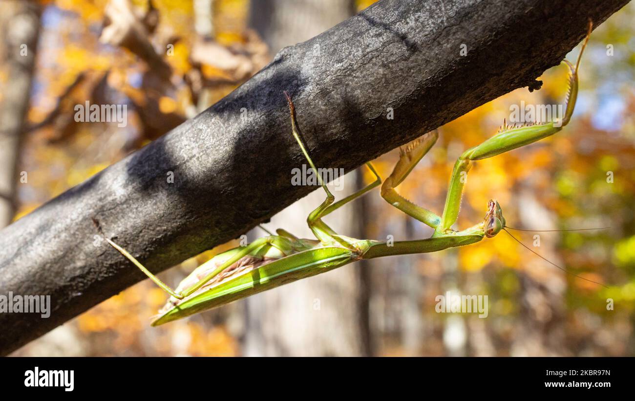 Chinese mantis climbs a tree branch upside down - Tenodera sinensis ...