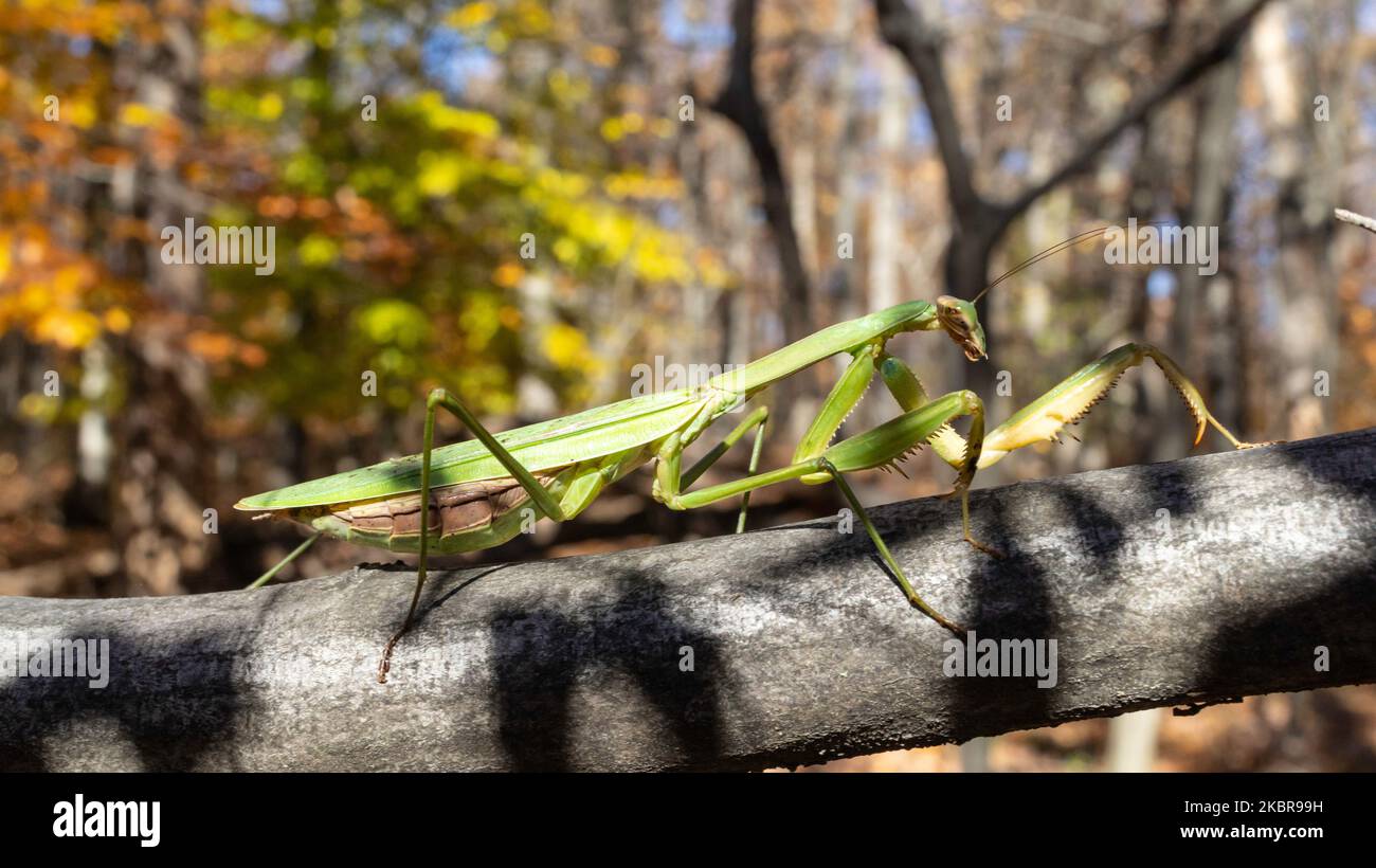 Chinese mantis climbing on a tree branch - Tenodera sinensis Stock ...