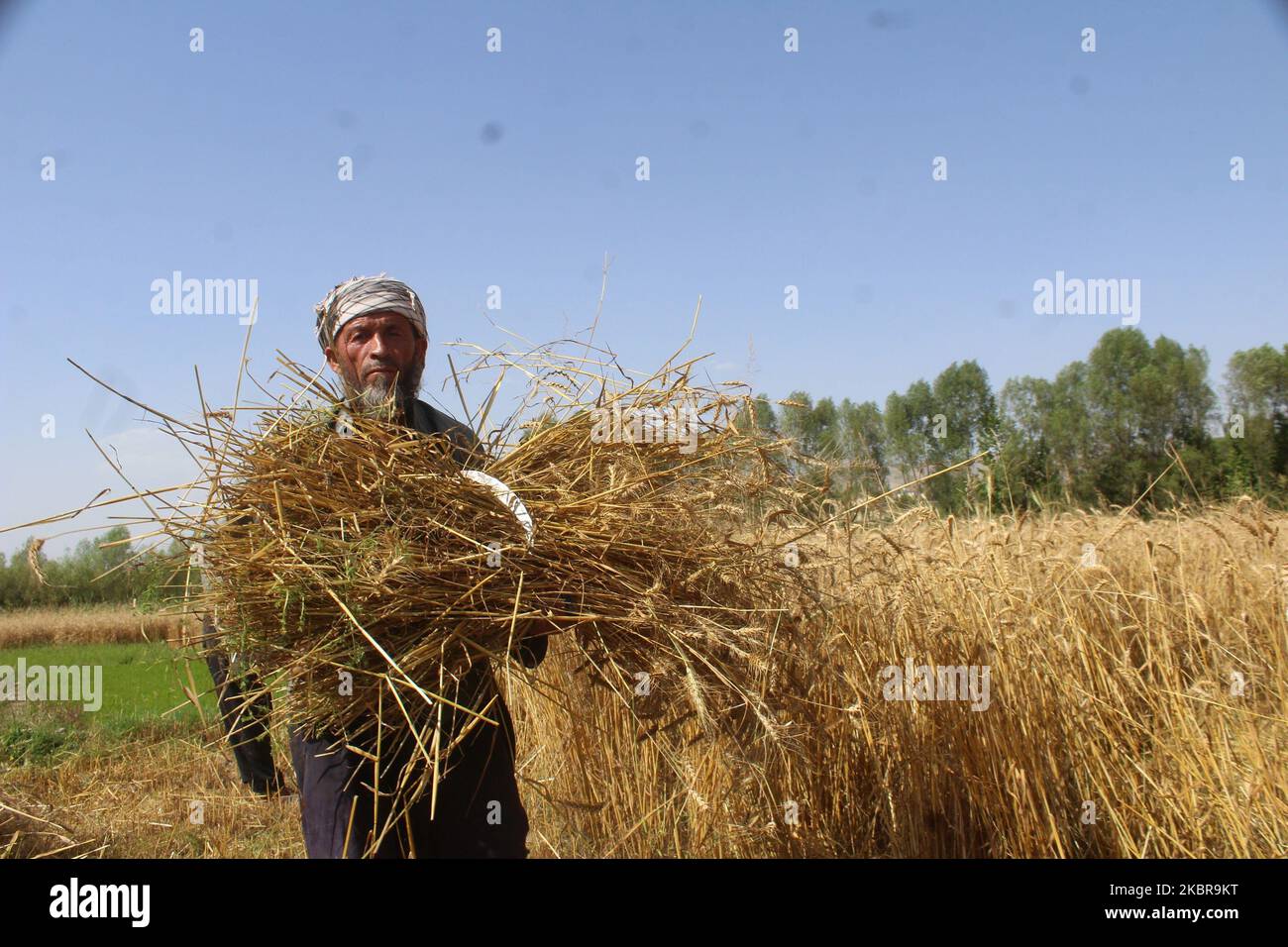 Afghan farmers are working on their field in Badakhshan province ...