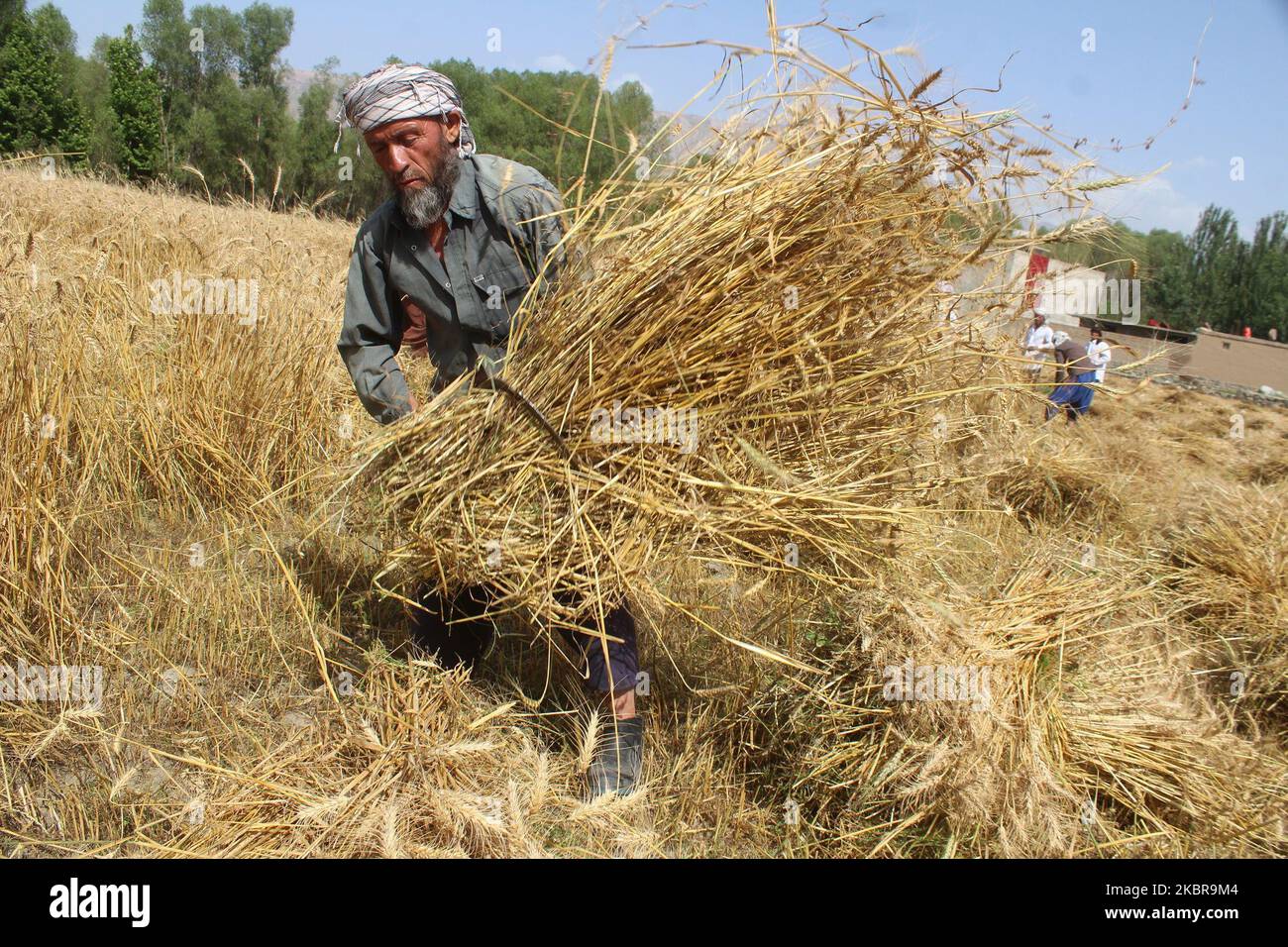 Afghan farmers are working on their field in Badakhshan province ...
