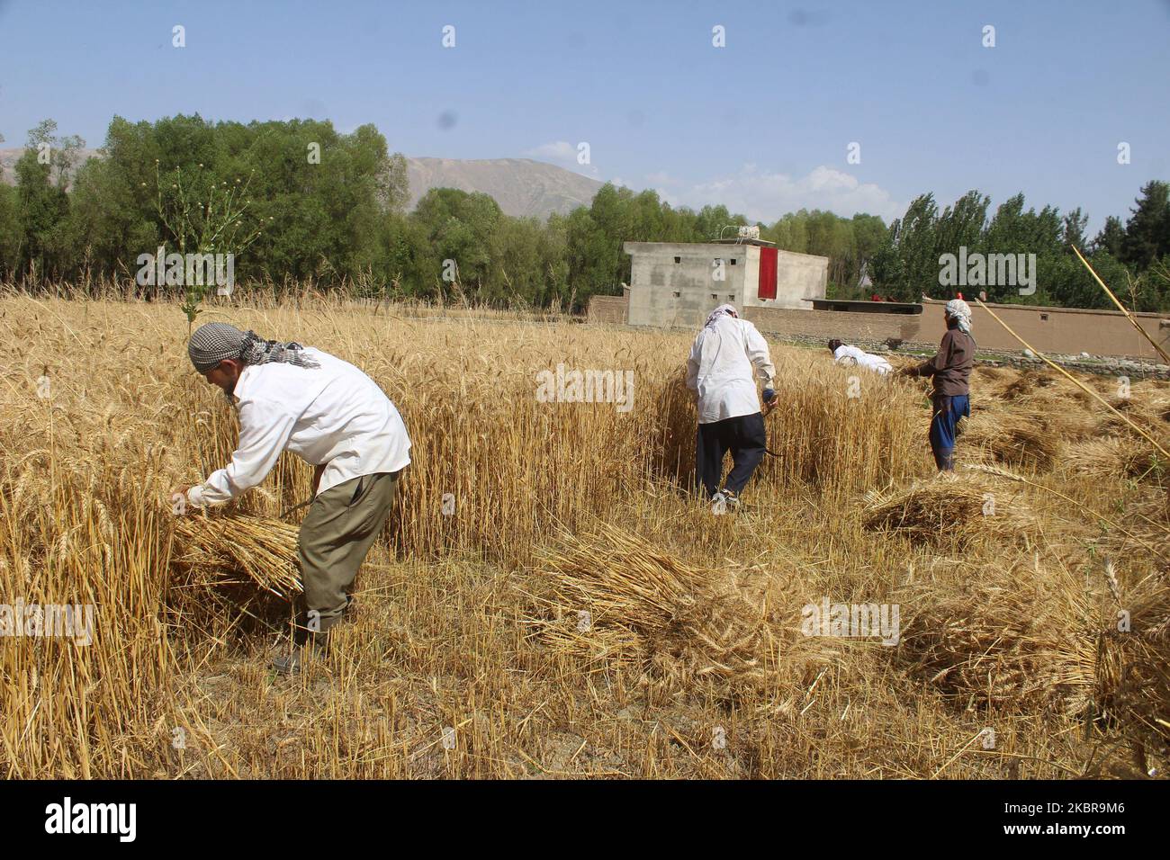 Afghan farmers are working on their field in Badakhshan province ...