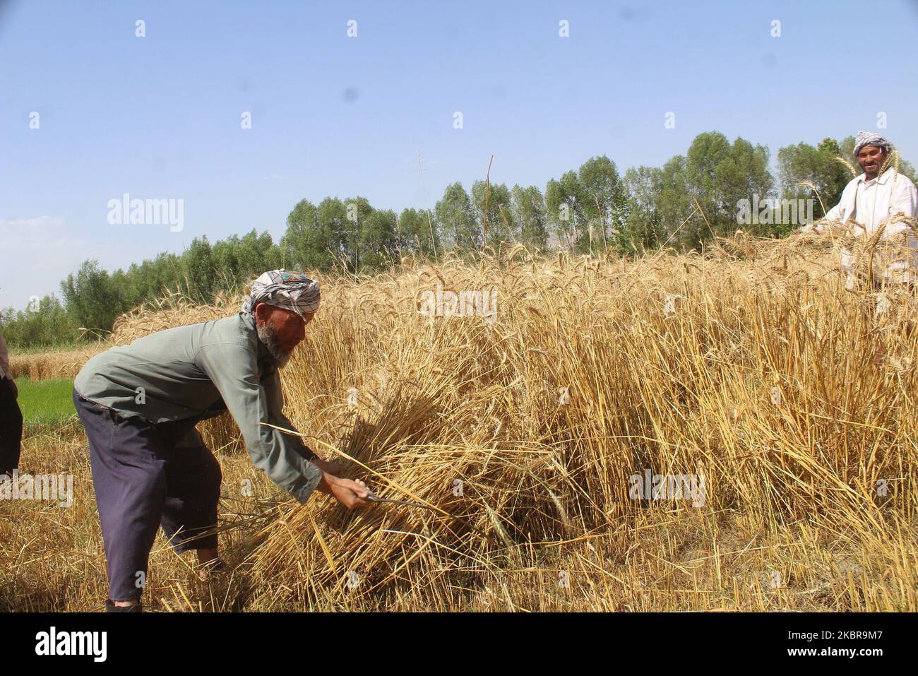 Afghan farmers are working on their field in Badakhshan province ...
