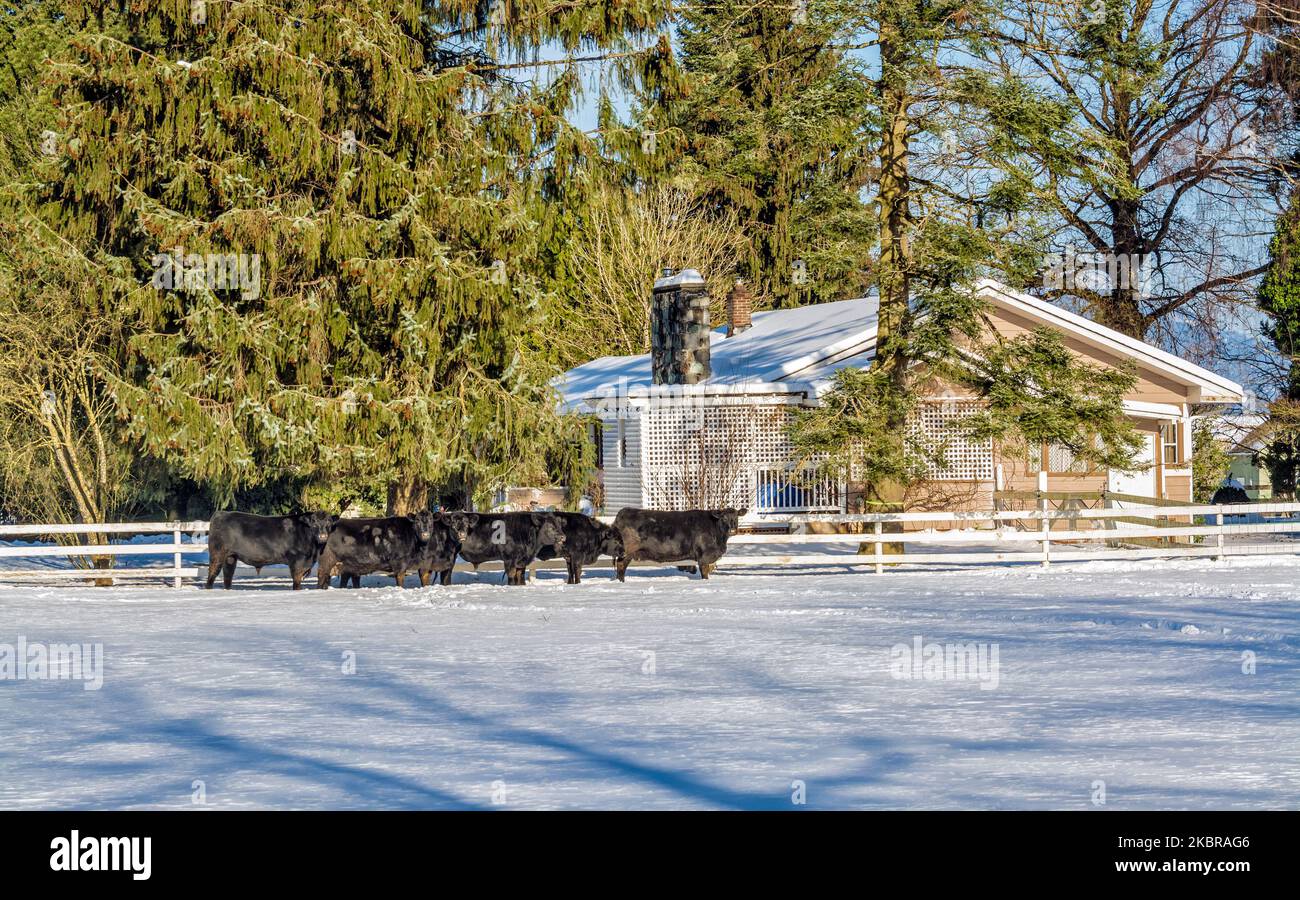 Live stock-farm on winter season with black cattle herd on the snow ...