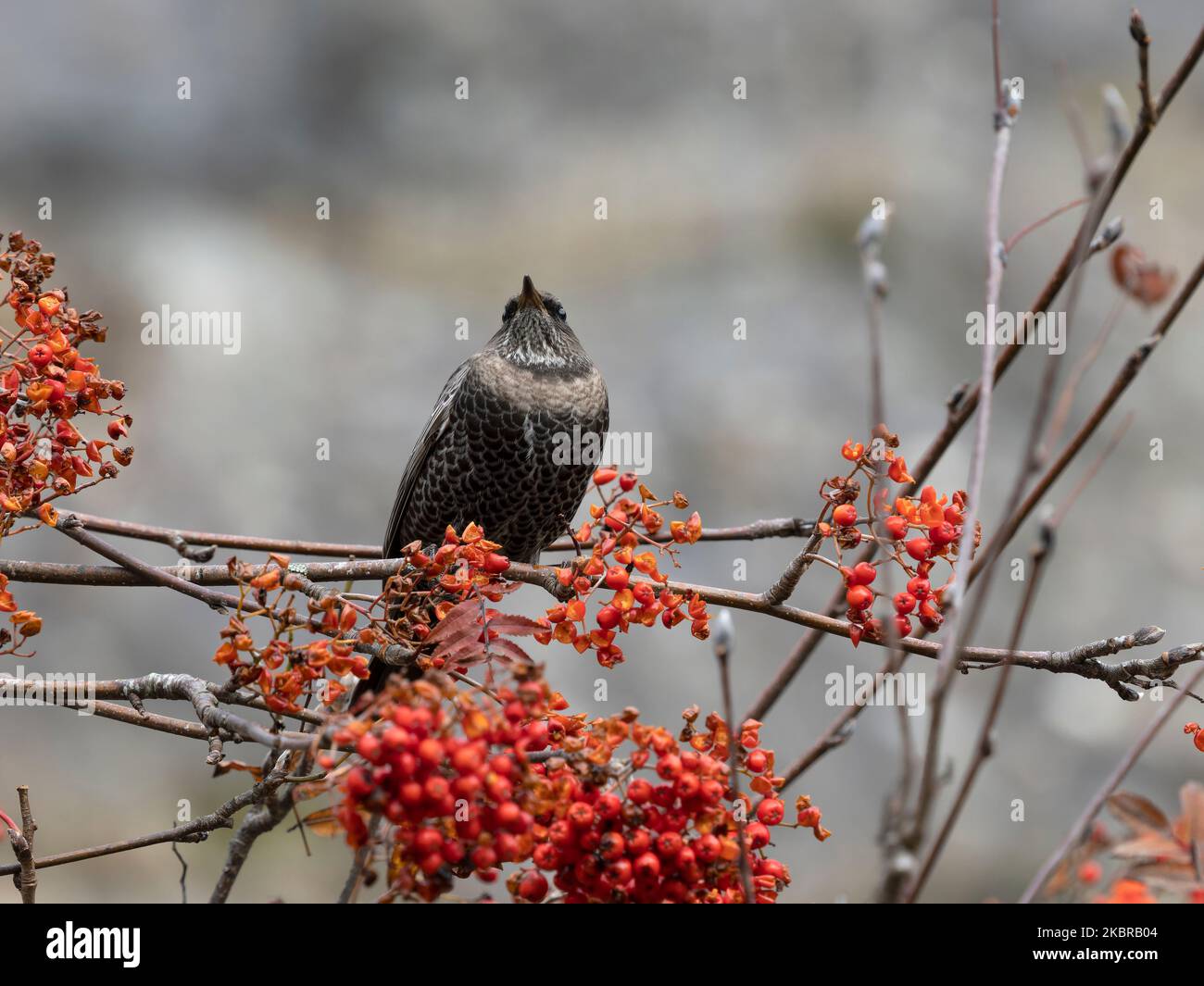 Ring ouzel, Turdus torquatus, Single female feeding in Rowan tree ...