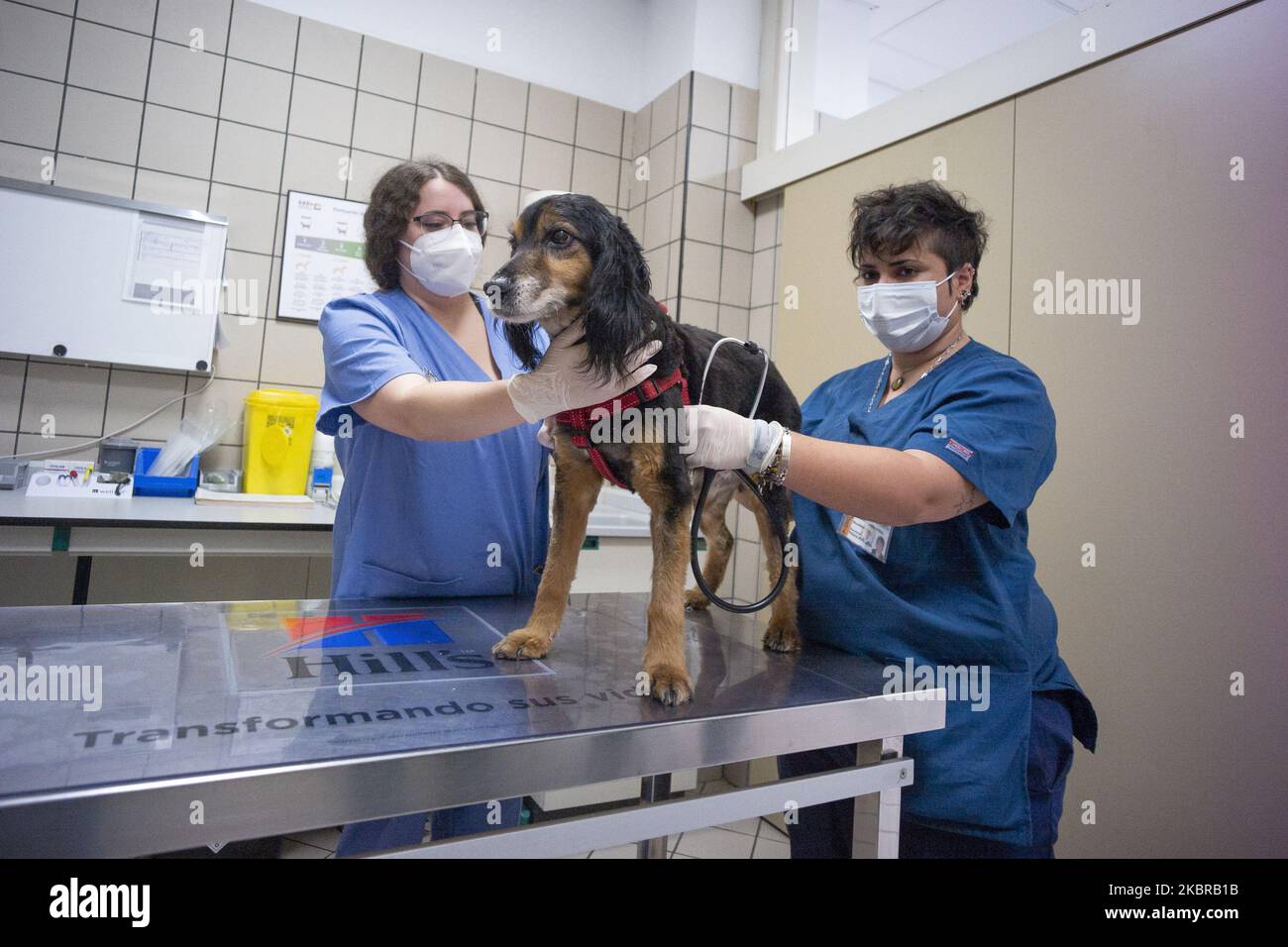 Hospital clinico veterinario hi-res stock photography and images - Alamy