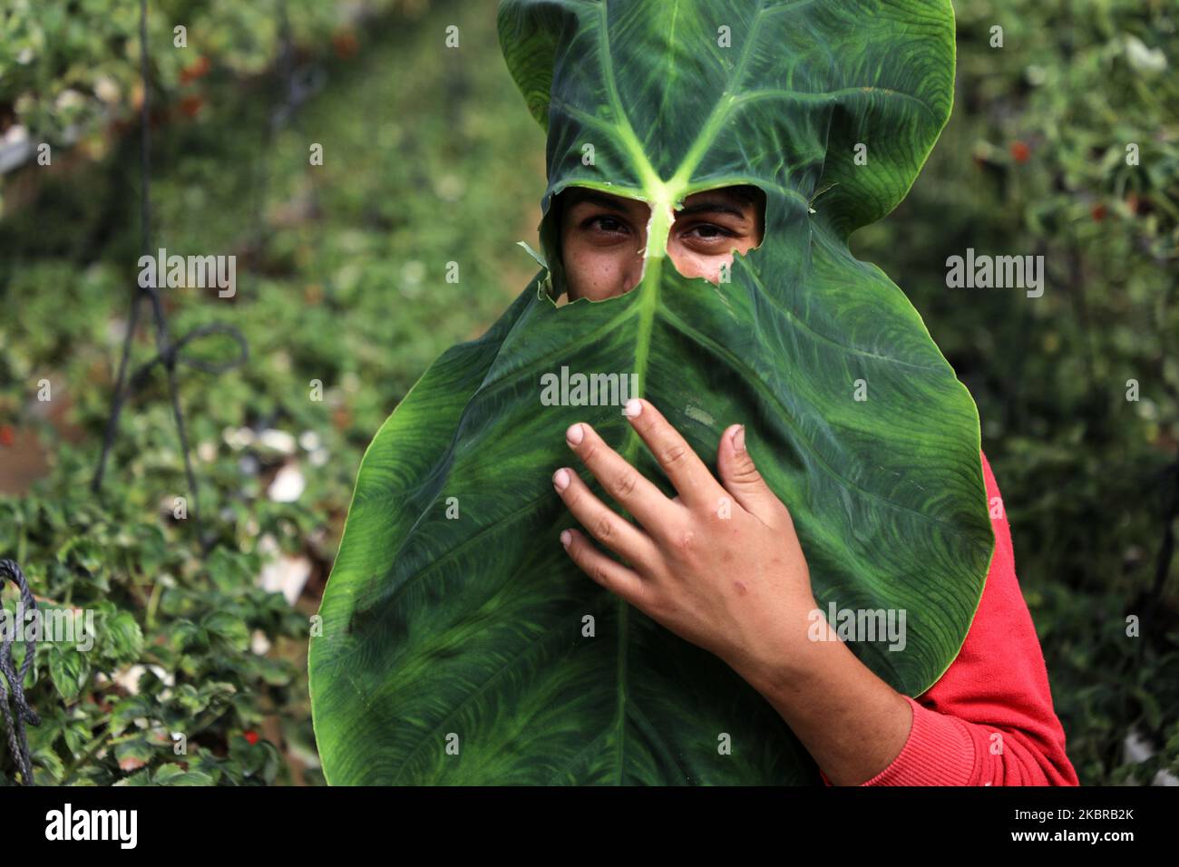 A Palestinian boy poses with a makeshift mask made of taro at a field ...