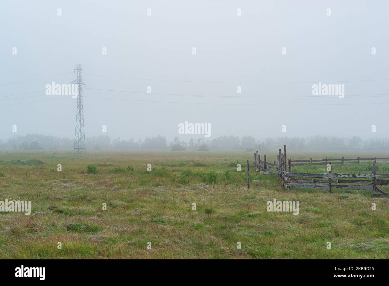 rural landscape, cattle paddock on a foggy pasture Stock Photo - Alamy