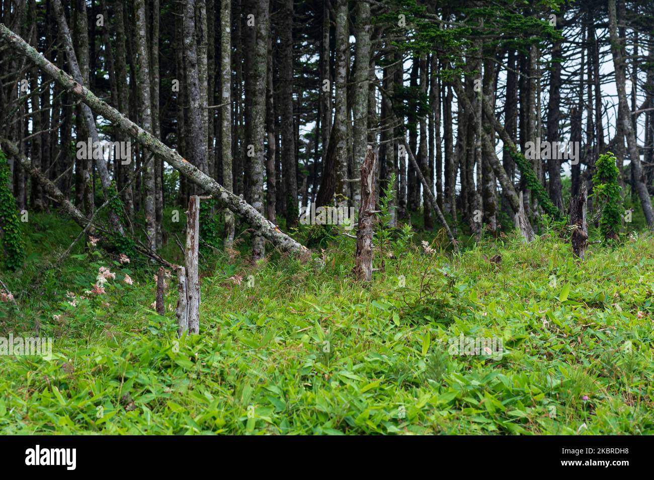 coastal forest with windbreak and dwarf bamboo undergrowth on the ...