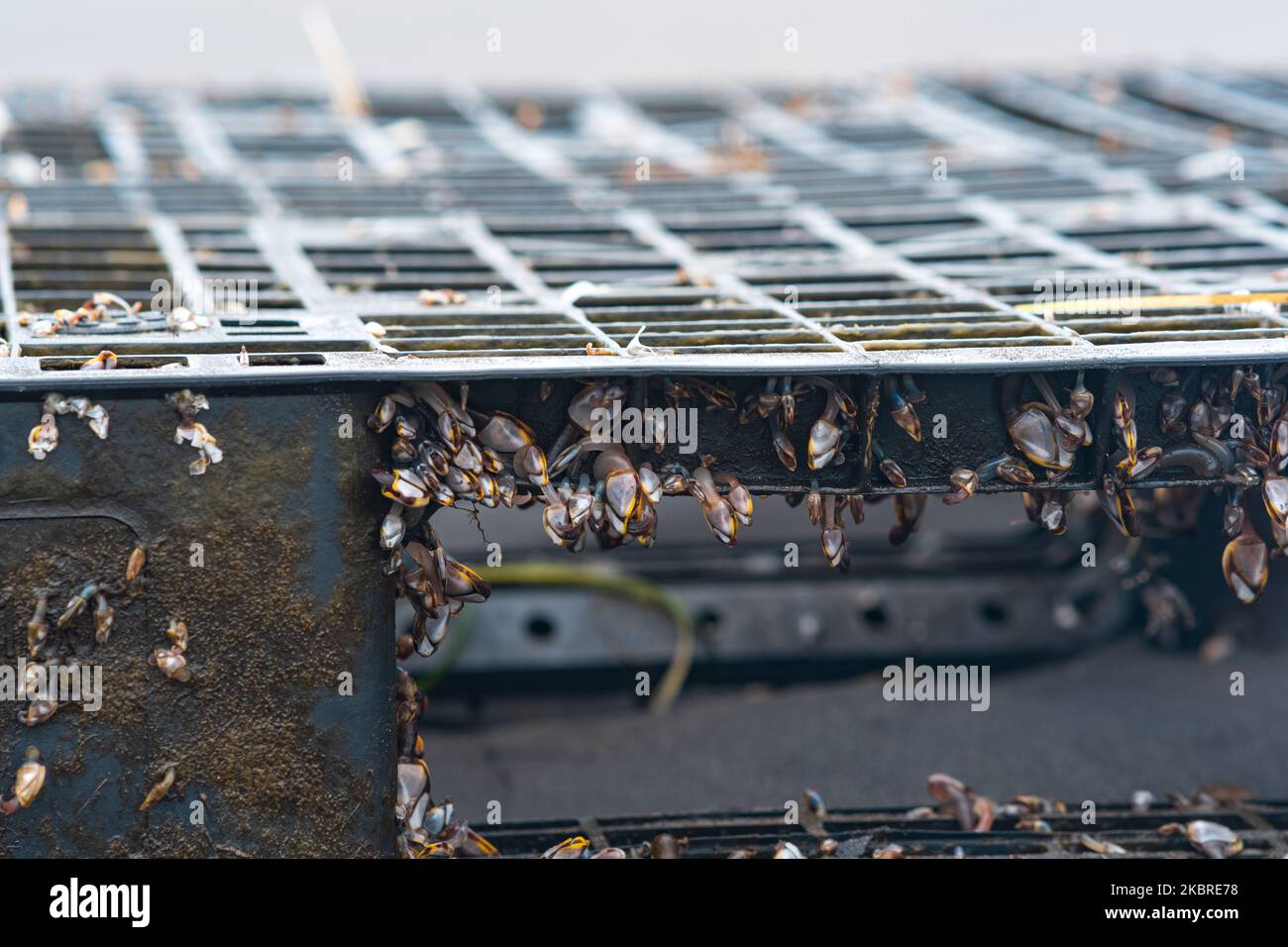colony of young marine organisms, biofouling on floating anthropogenic ...