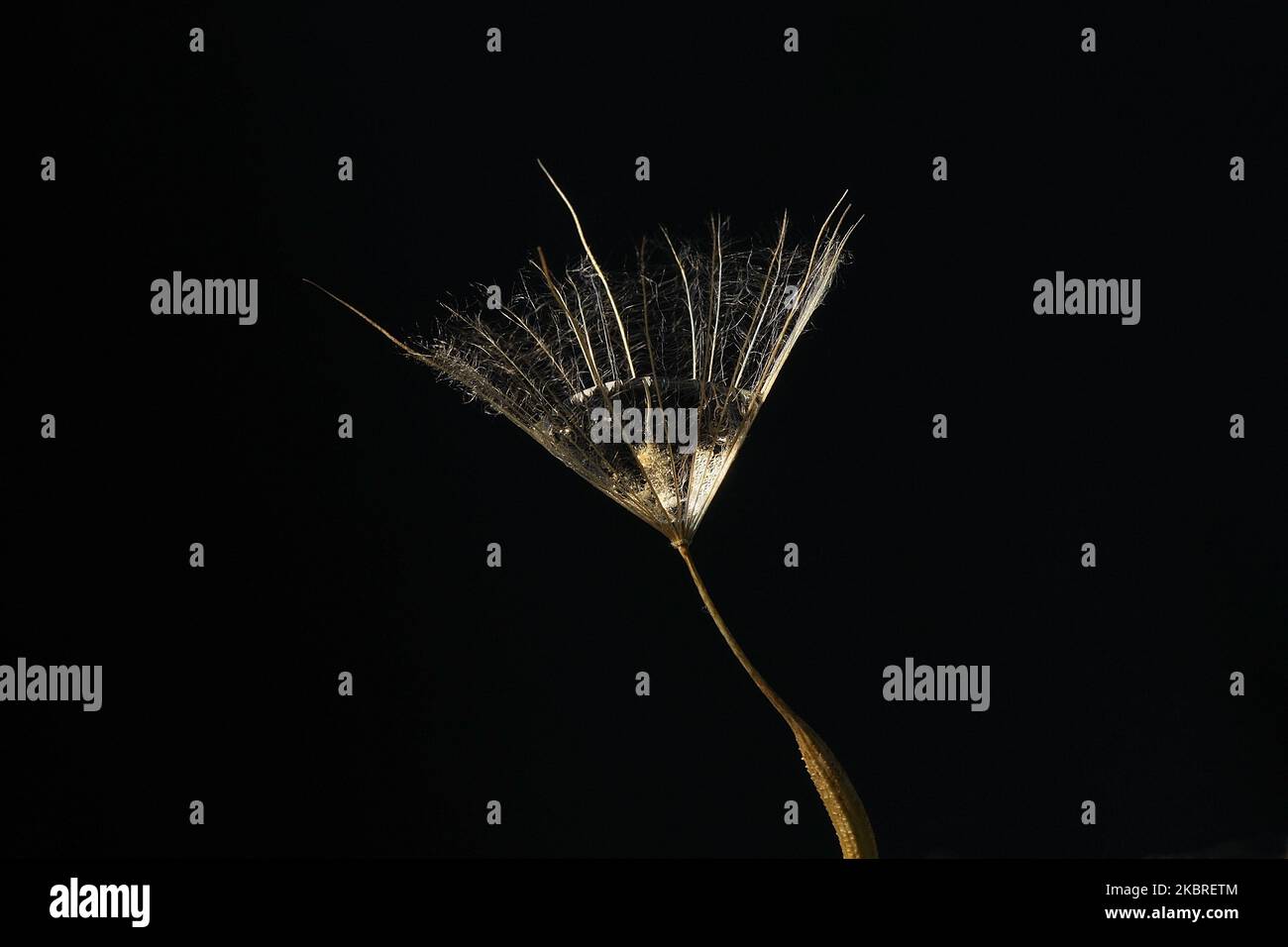 Dandelion / Salsify Seed with Water Drop as flute Champagne Glass Stock ...