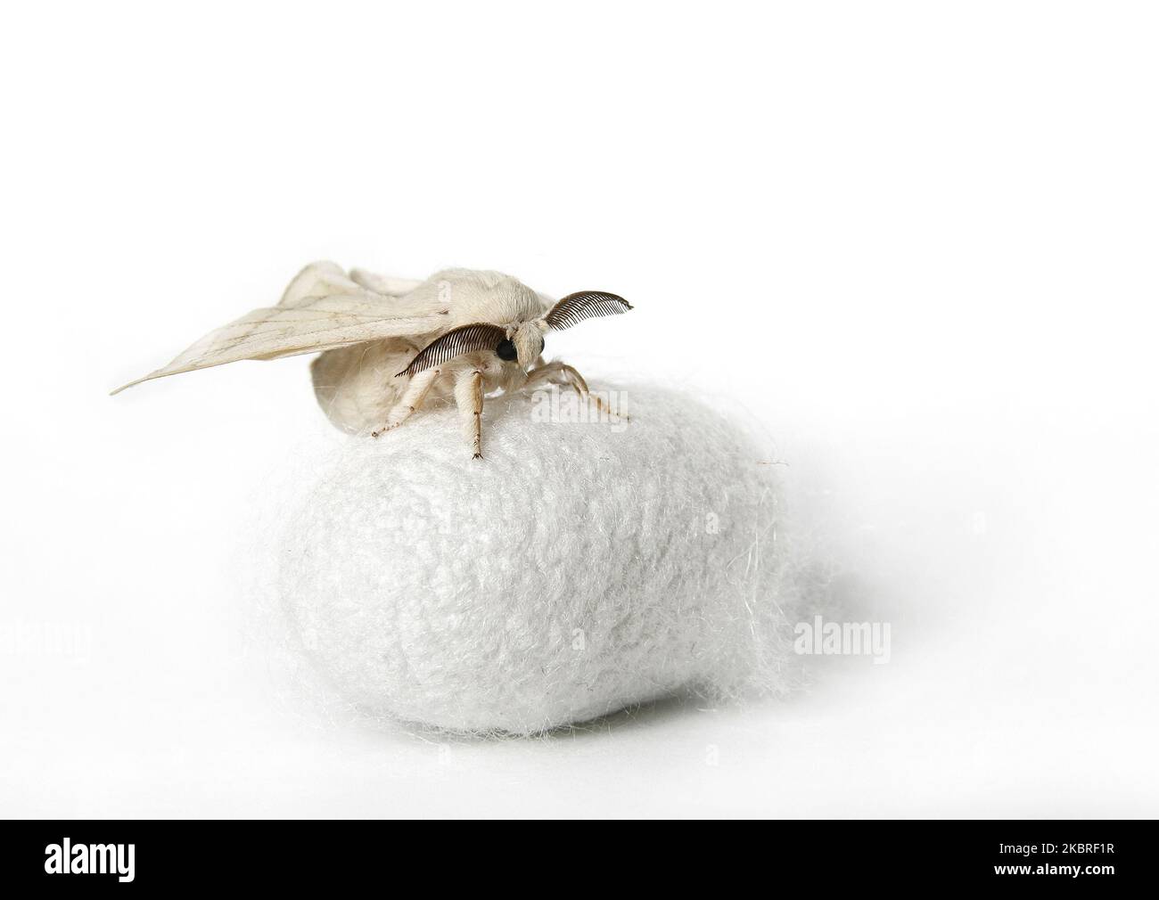 Cocoon With Developing Silk Moth
