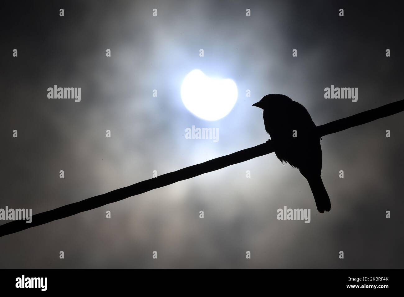 Birds seen in foreground as Partial Solar Eclipse seen from Kirtipur ...