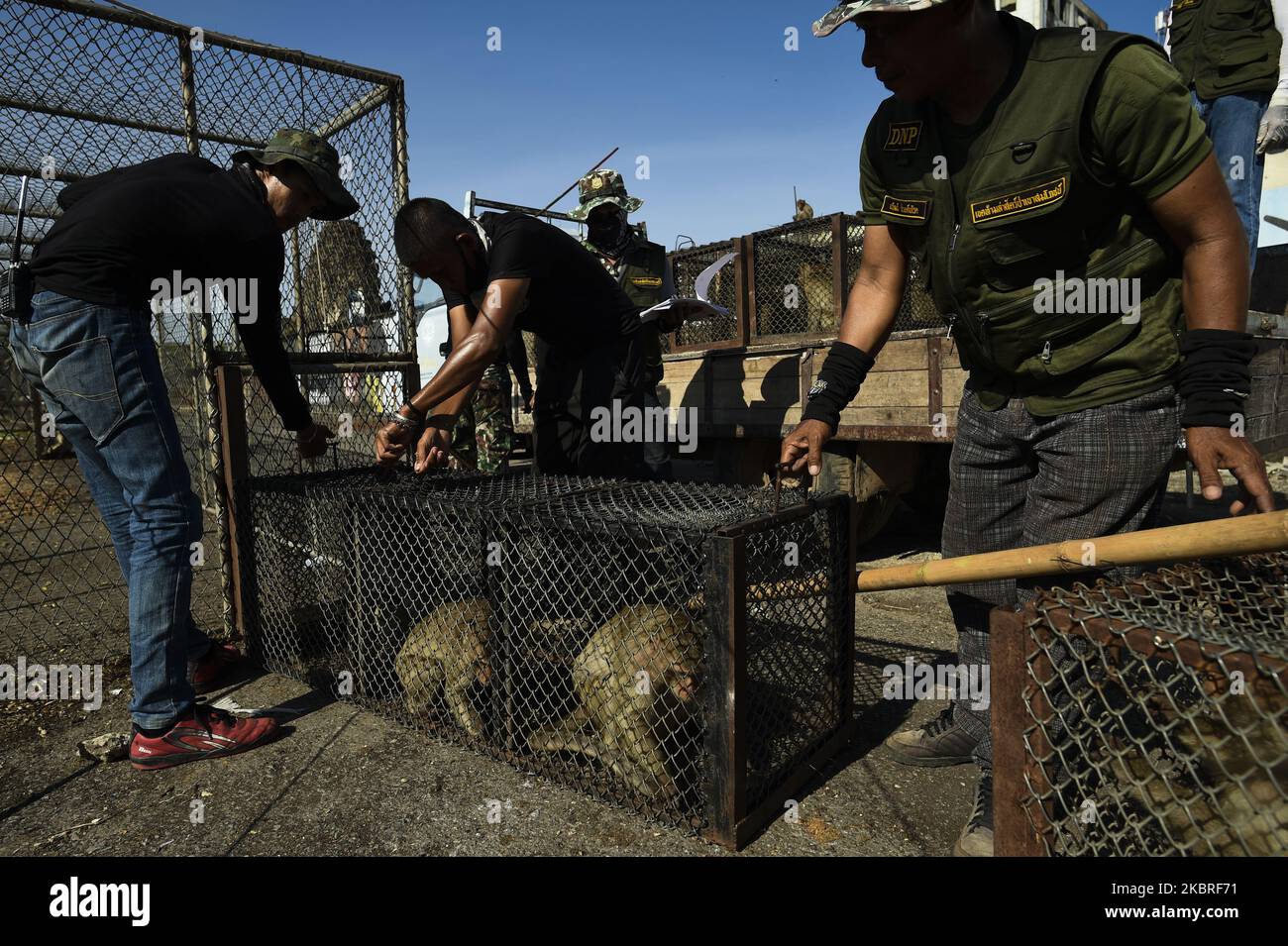 Thai wildlife official captures monkeys hi-res stock photography and ...