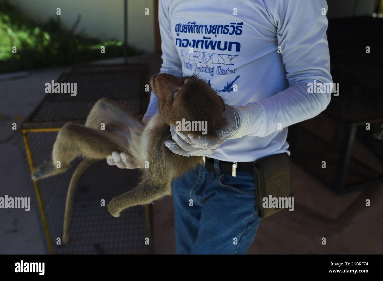A Thai veterinarian injects to monkey anesthetic, before being moved ...
