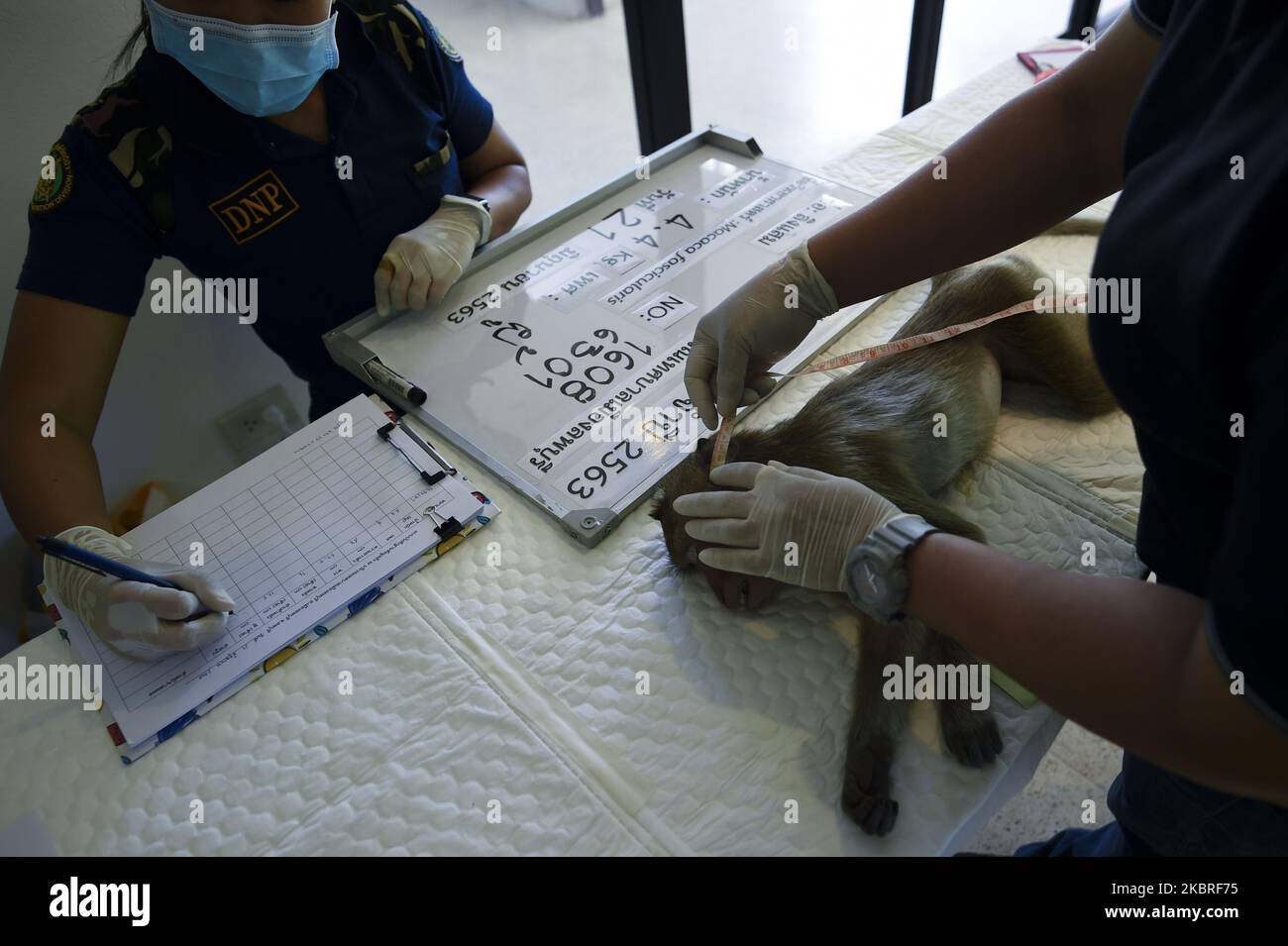 Unconscious monkey hi-res stock photography and images - Alamy