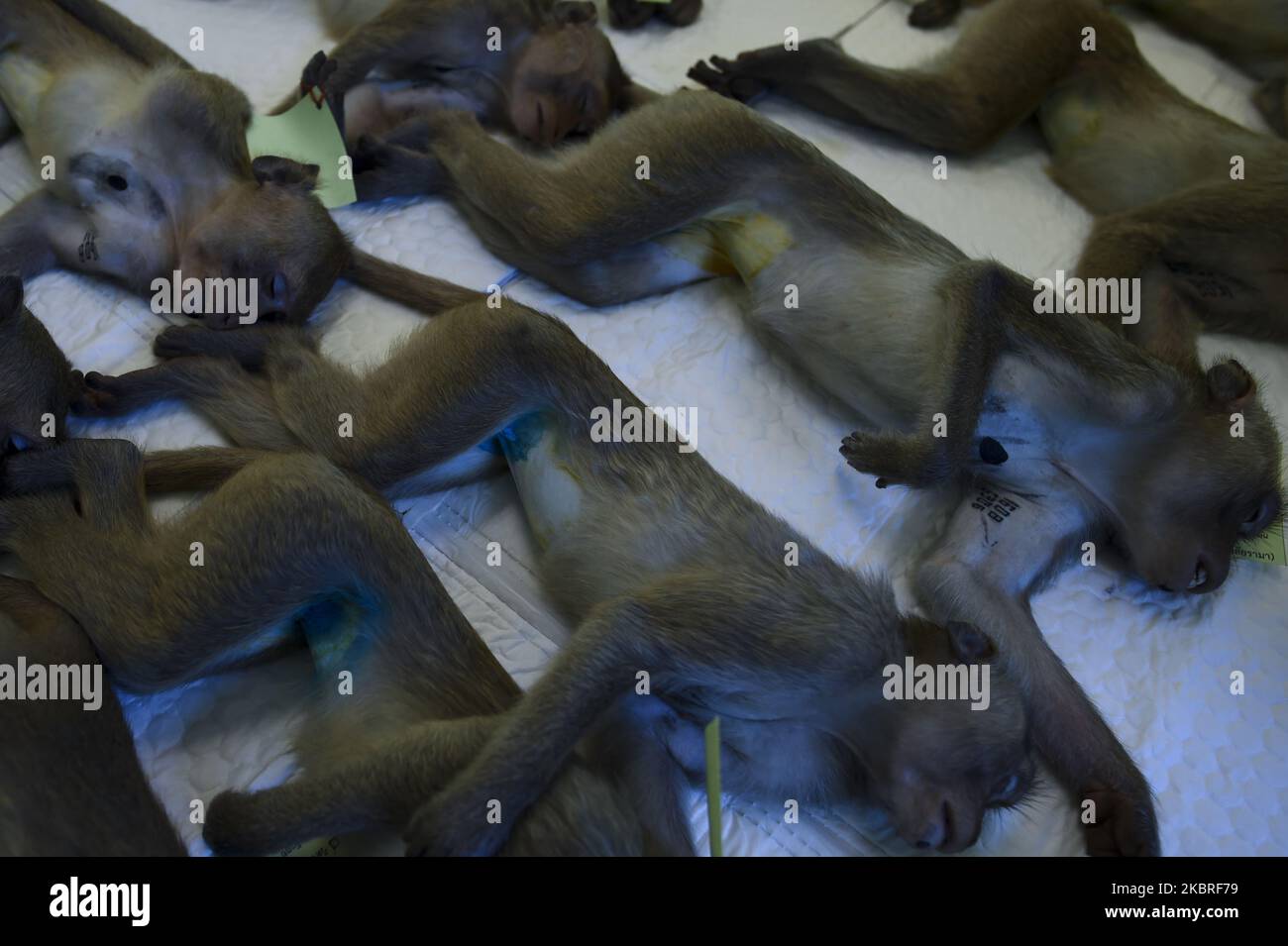 Unconscious monkey hi-res stock photography and images - Alamy