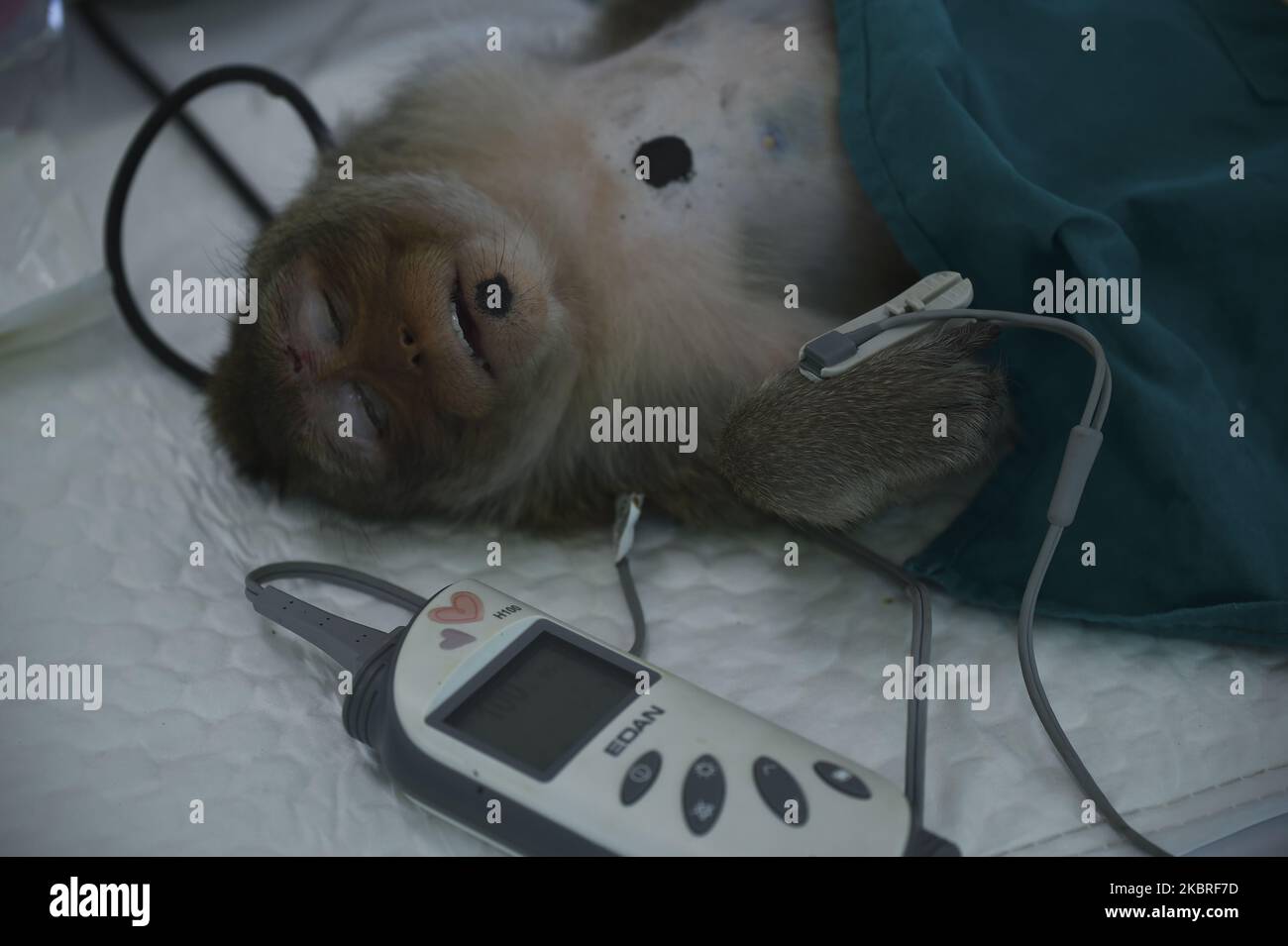 A monkeys during a sterilization operation at the Monkey's Hospital in ...
