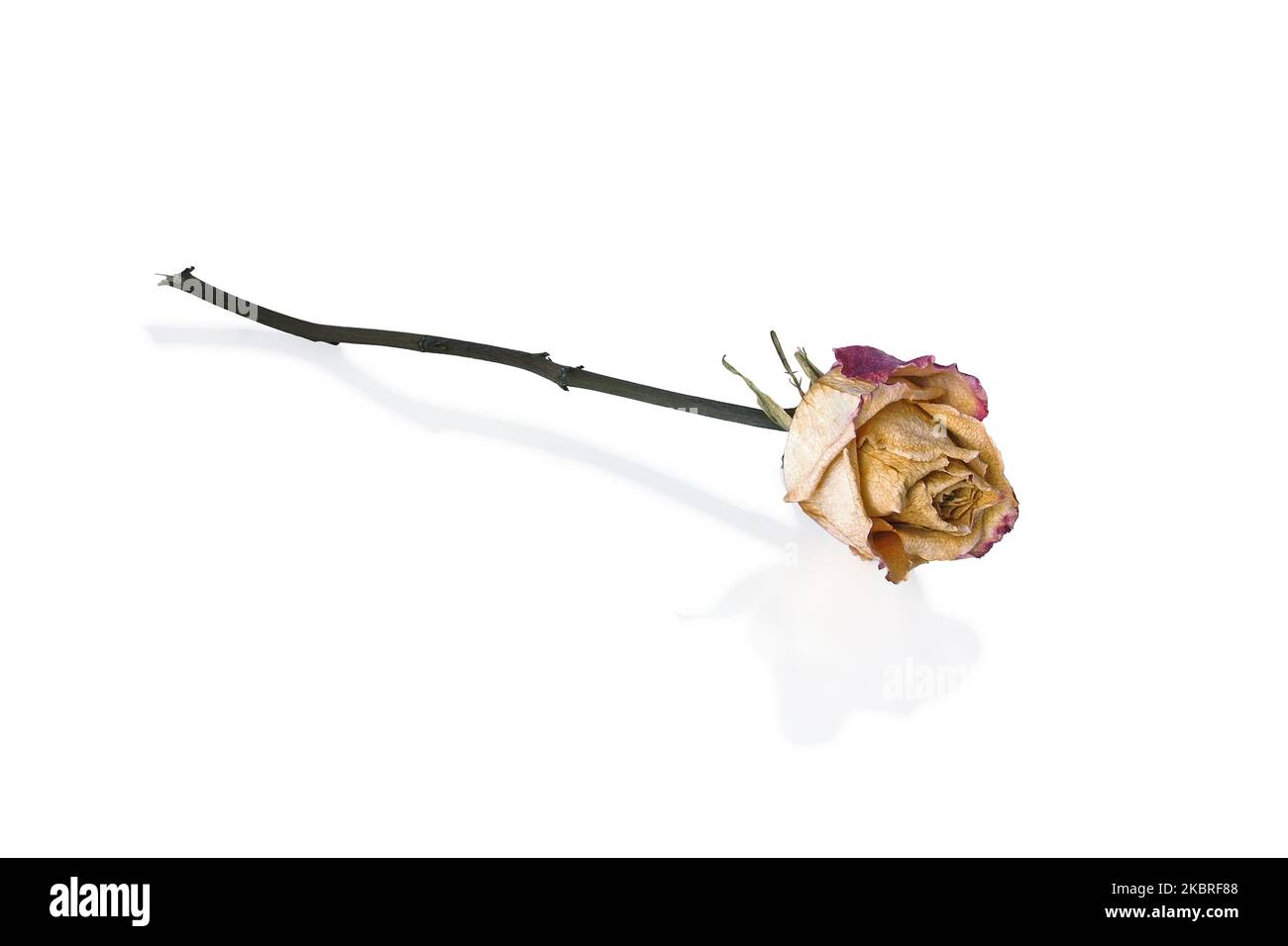 Withered pink rose Cut Out Stock Images & Pictures - Alamy