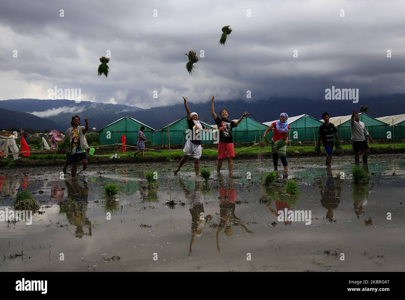 Nepalese people throwing rice crop in paddy field for sowing in ...