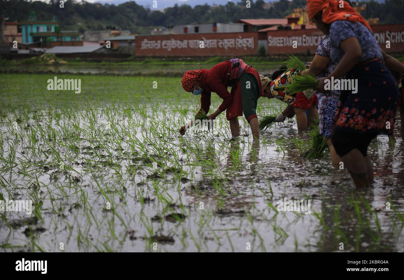 Nepalese farmers plant rice samplings plantation hi-res stock ...