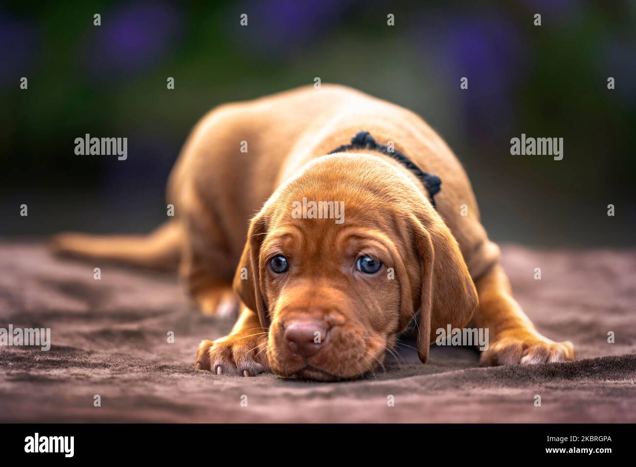 Four week old Sprizsla puppy - cross between a Vizsla and a Springer ...