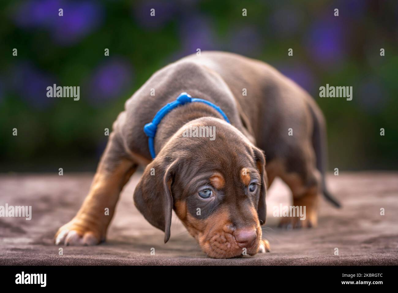 Four week old Sprizsla puppy - cross between a Vizsla and a Springer ...