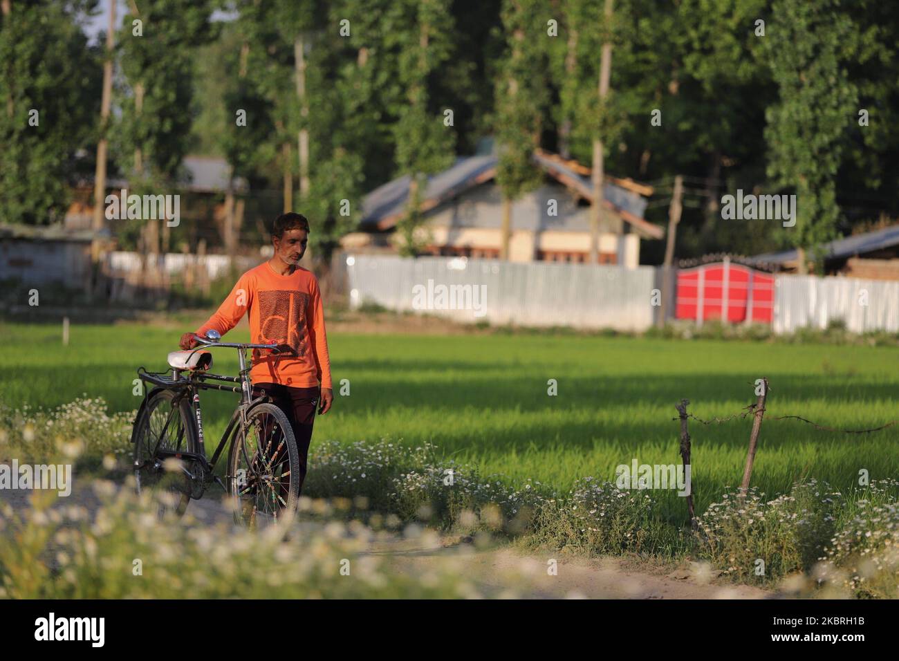 A man carries a bicycle as he moves near the paddy fields in Sopore ...