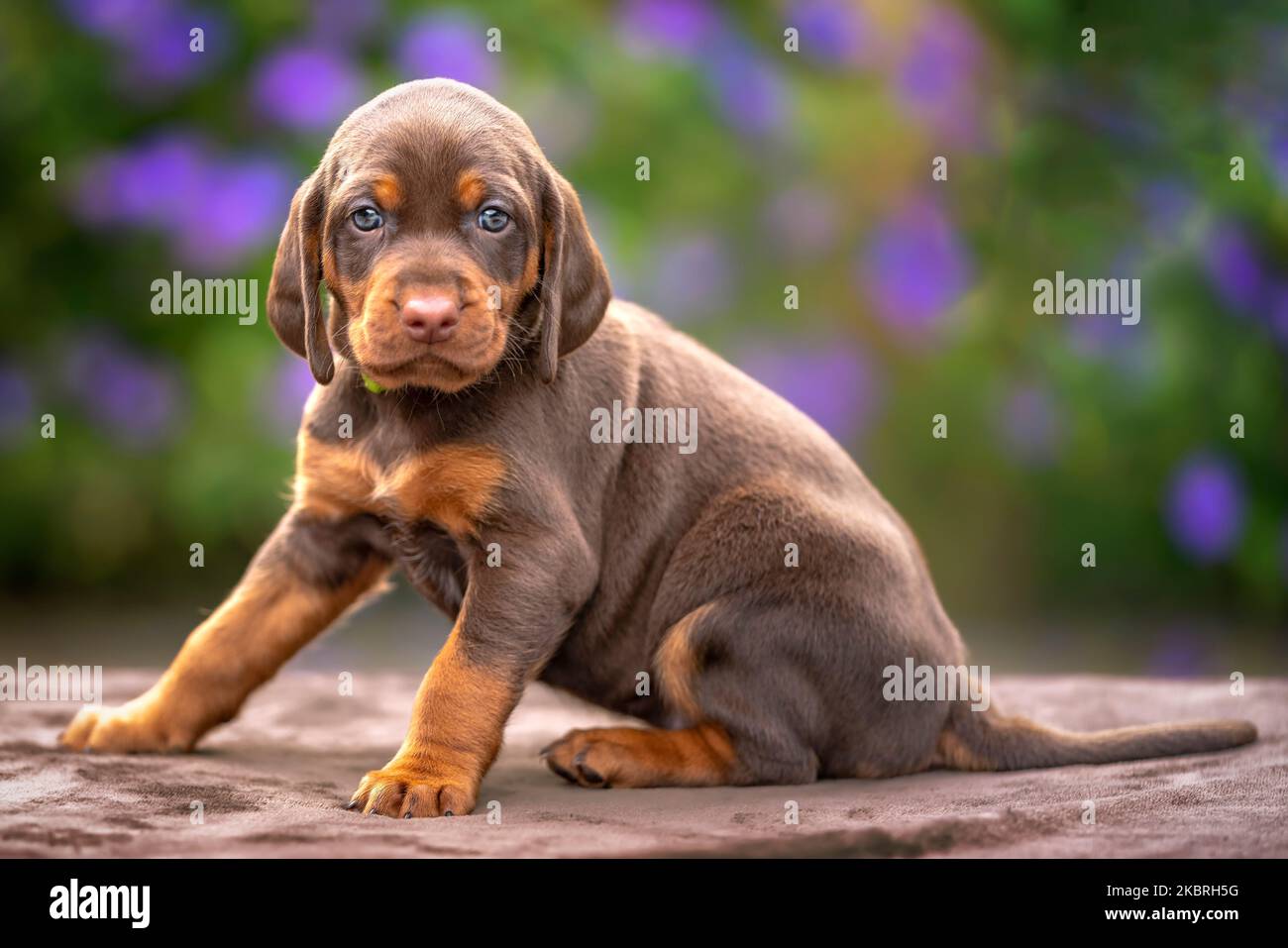 Four week old Sprizsla puppy - cross between a Vizsla and a Springer ...