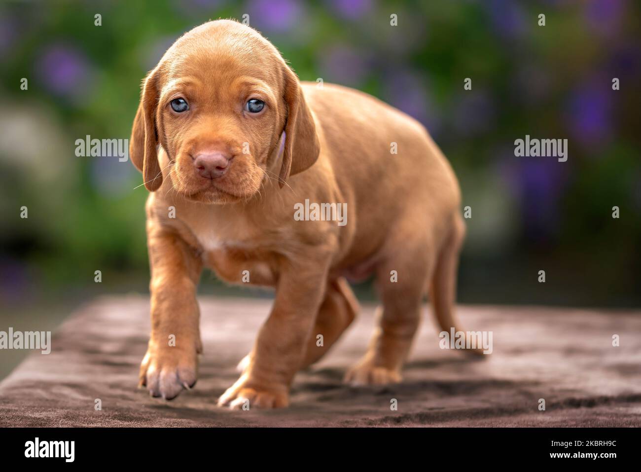 Four week old Sprizsla puppy - cross between a Vizsla and a Springer ...