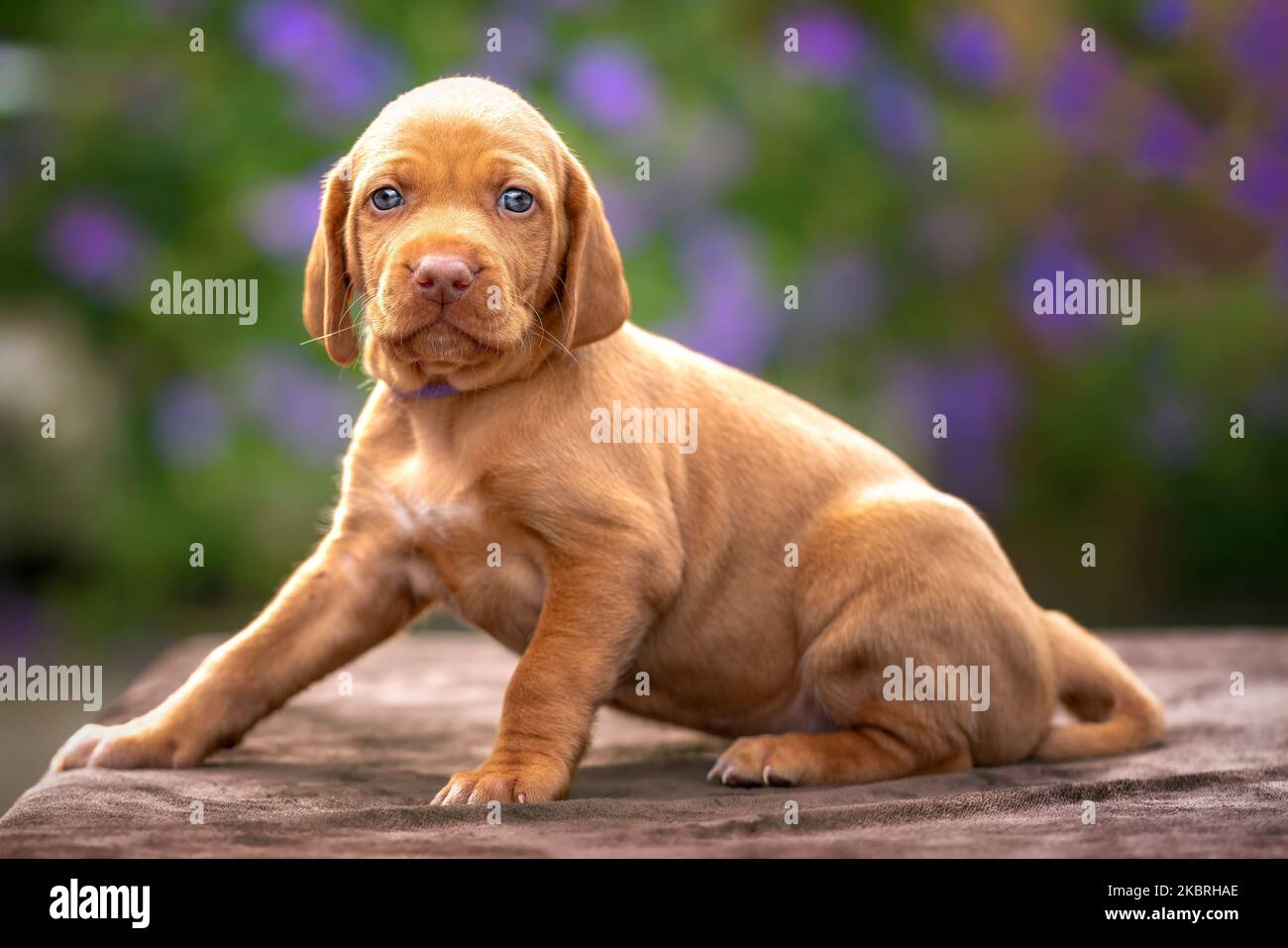 Four week old Sprizsla puppy - cross between a Vizsla and a Springer ...