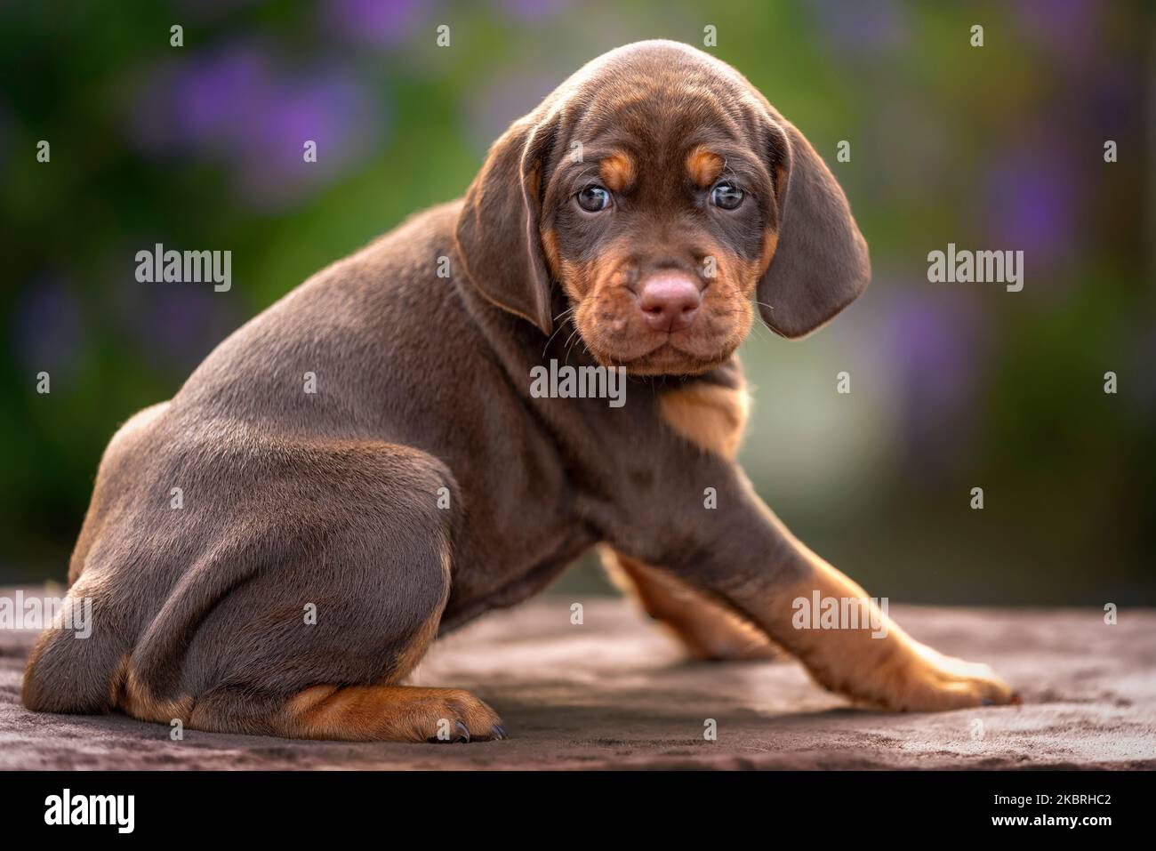 Sprizla hi-res stock photography and images - Alamy