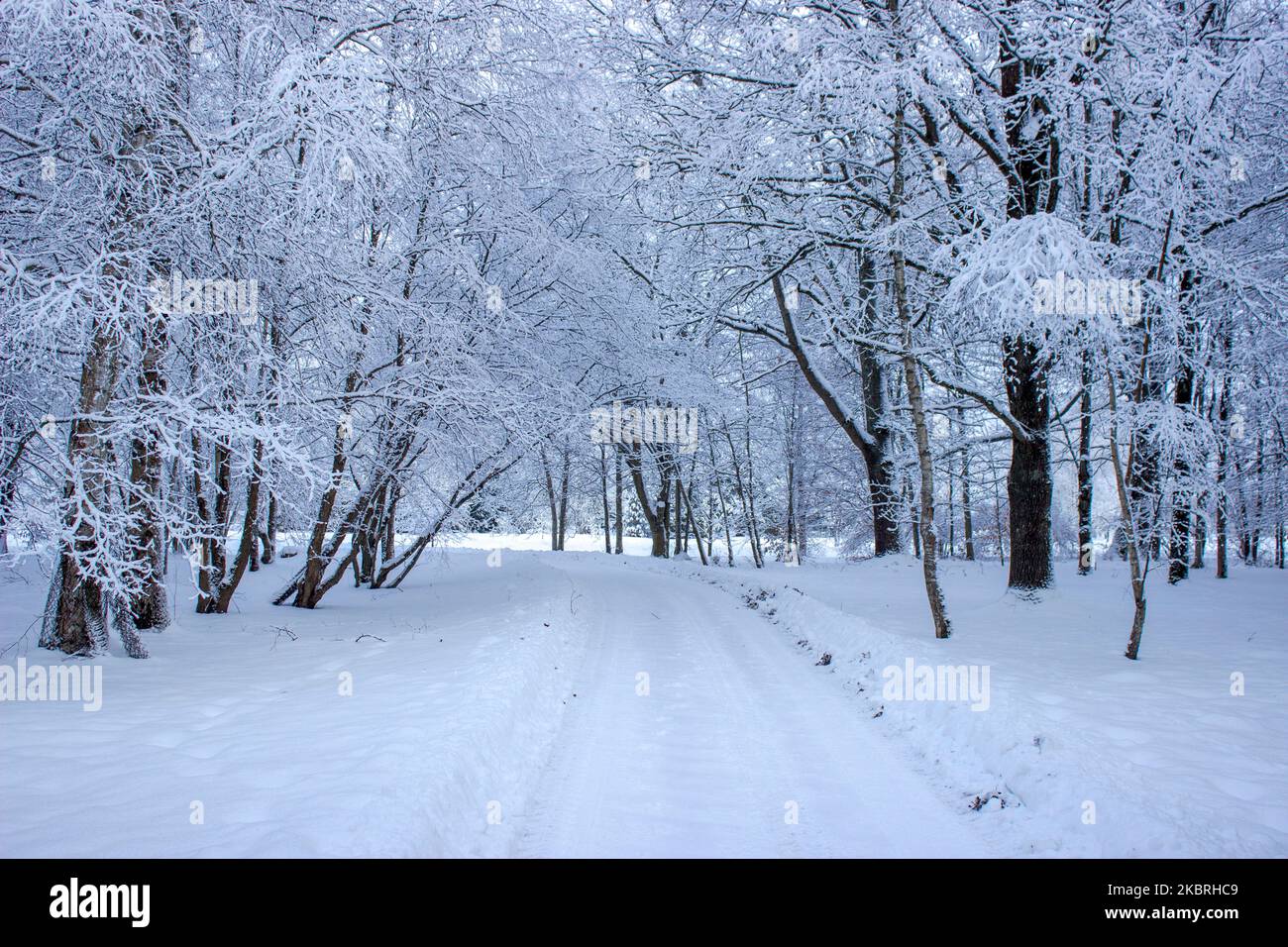 Snowy forest road. Snow covered trees in the forest Stock Photo - Alamy