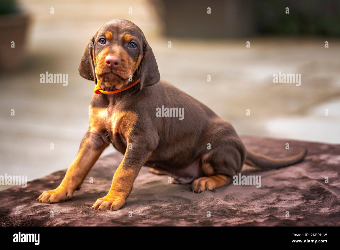 Four week old Sprizsla puppy - cross between a Vizsla and a Springer ...