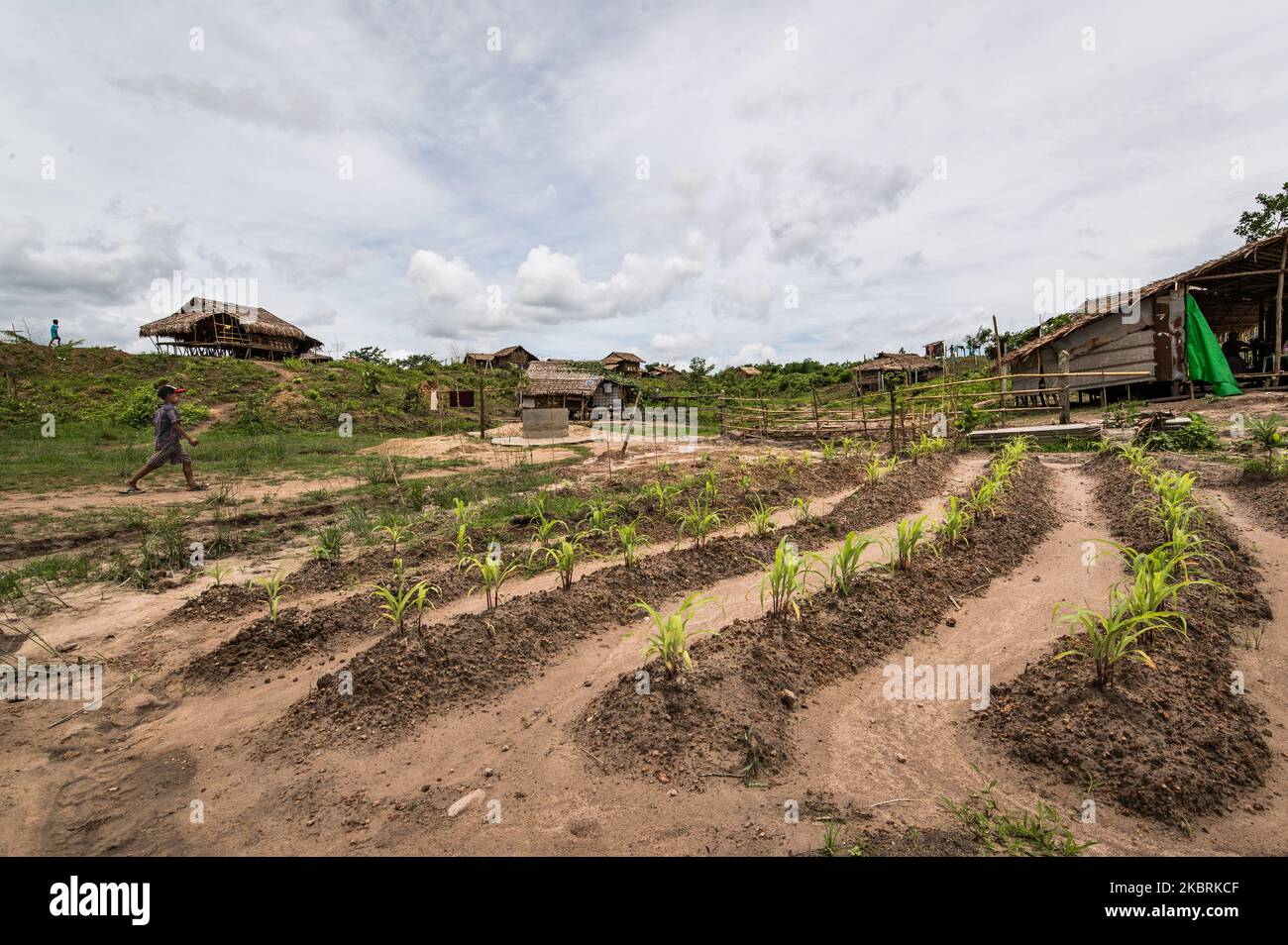A migrant boy walks throught the corn field at a temporary shelter for ...