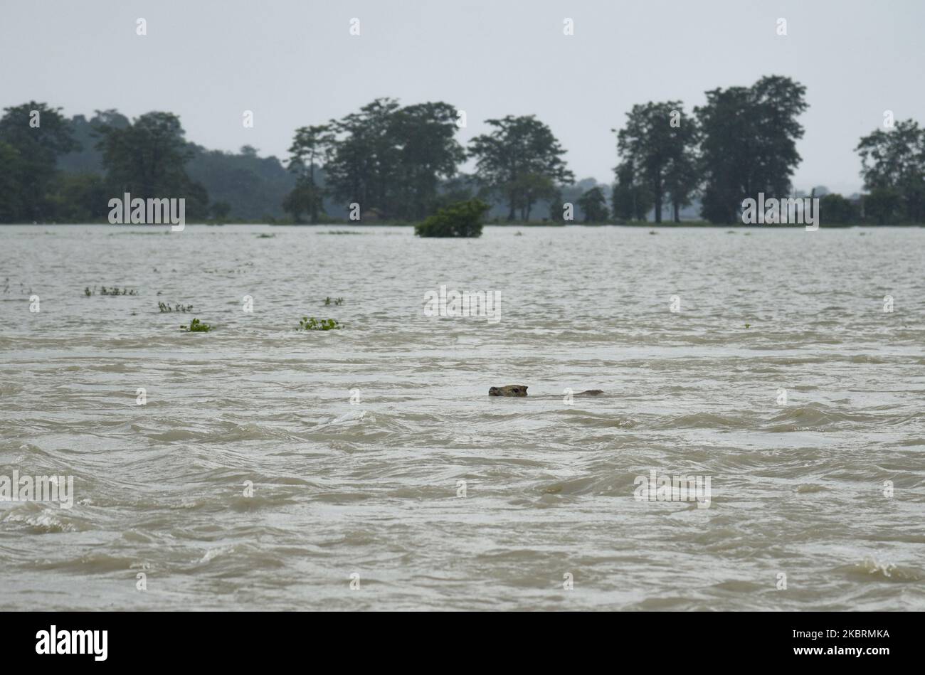 A cow is seen in floodwater following heavy rainfall, at Mayang village ...