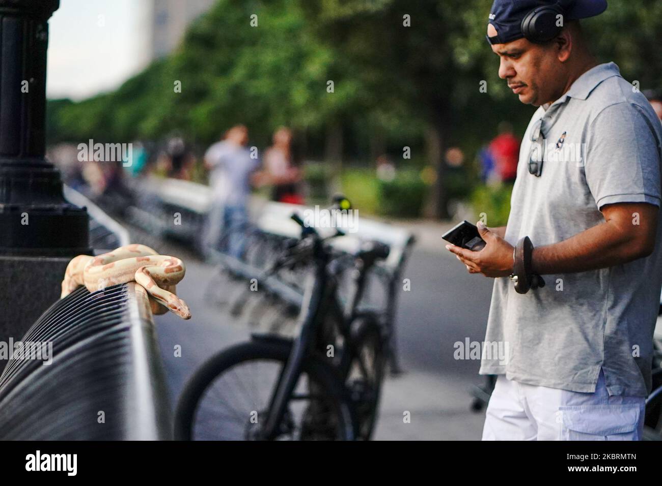A person with his pet snakes is seen as Manhattan enters Phase 2 of re ...