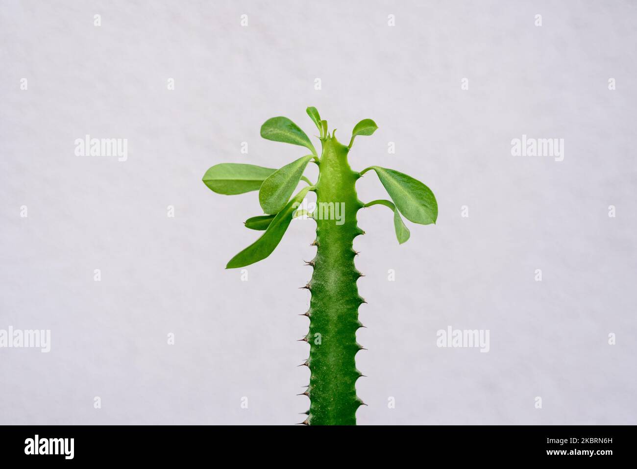 Houseplant Euphorbia trigona or African milk tree with fresh young ...