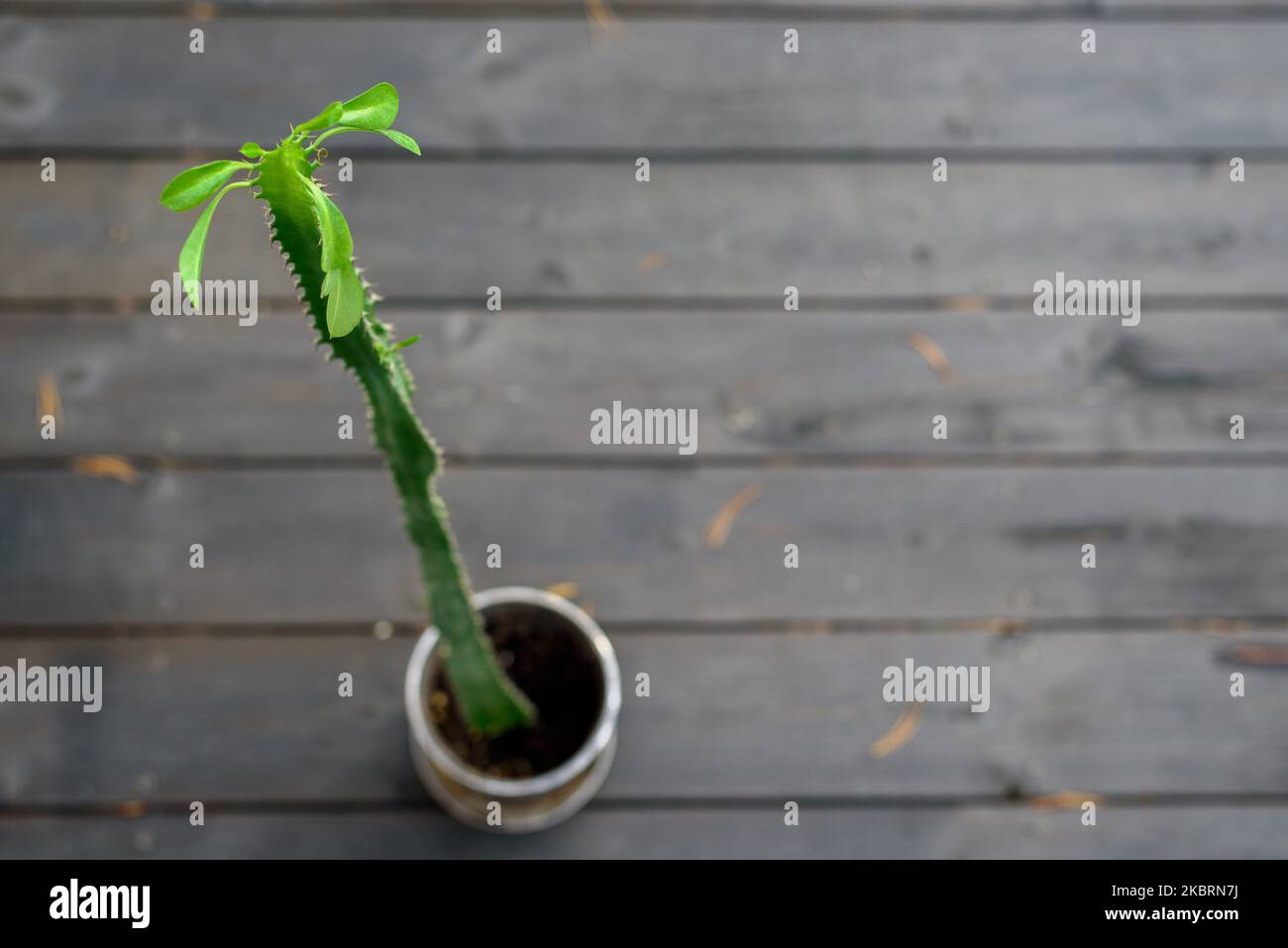 Houseplant Euphorbia trigona or African milk tree with fresh young ...
