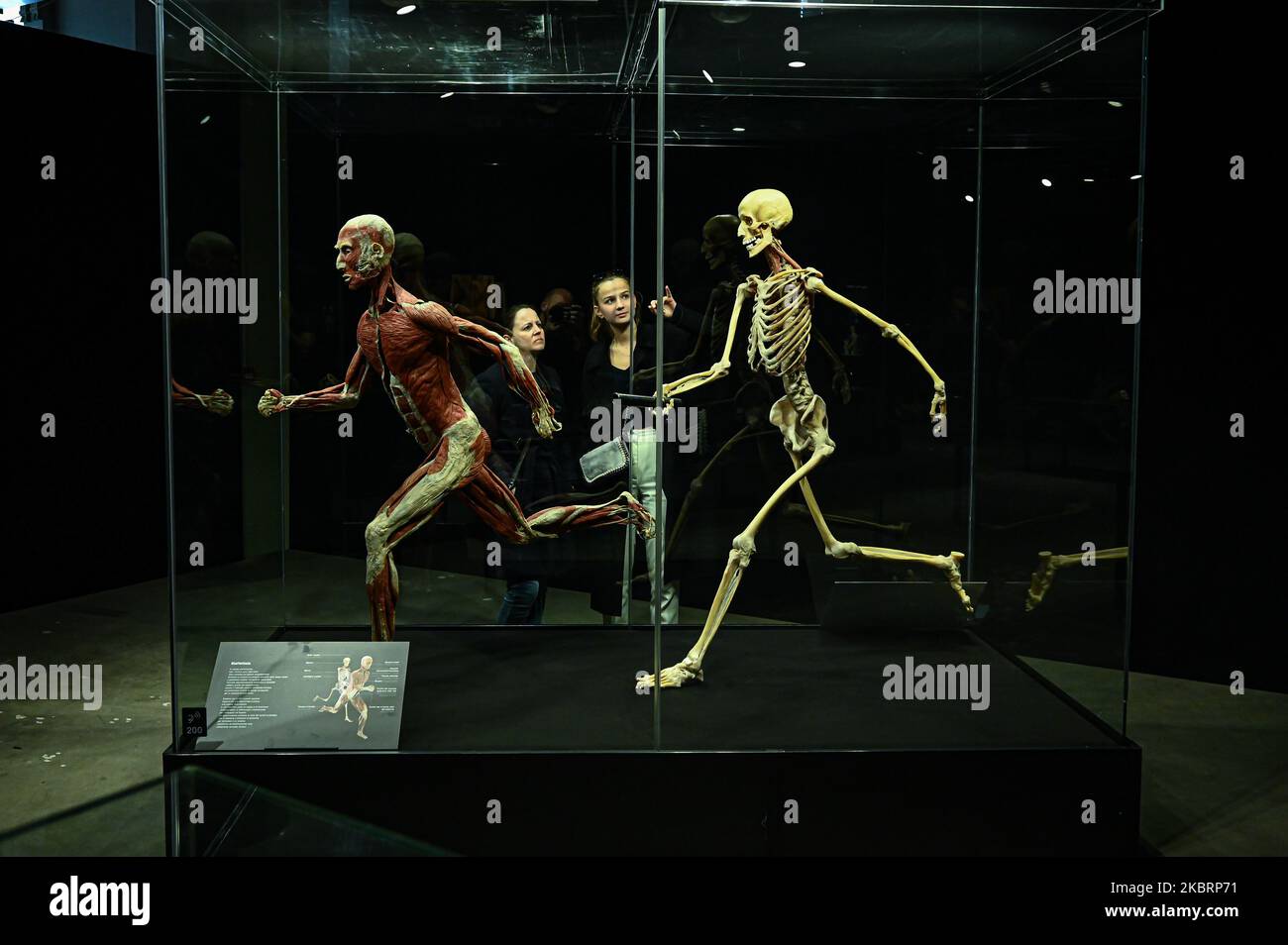 Milan, Italy - November 4, 2022: visitors at the Body Worlds – The ...