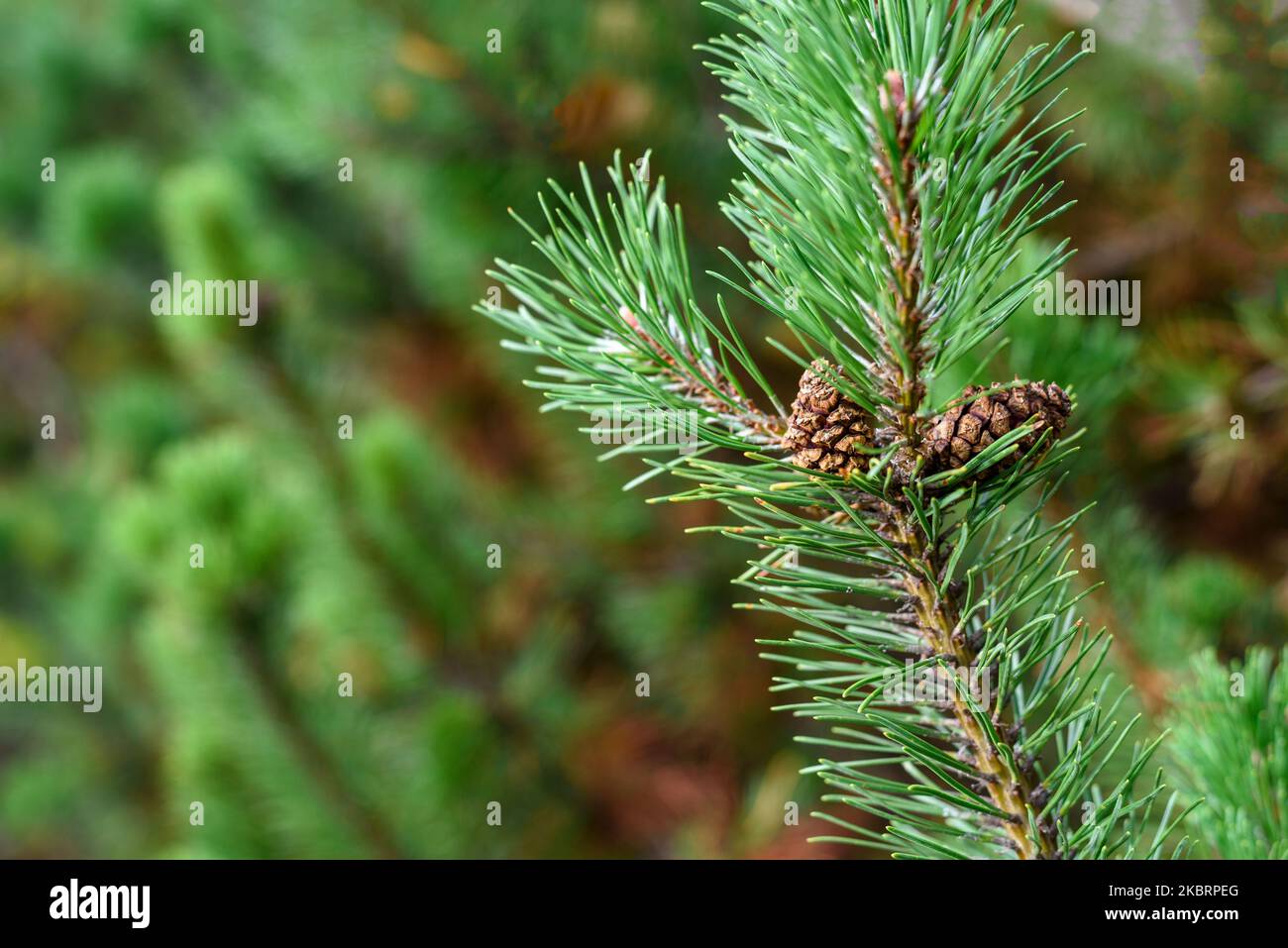 Pine tree branch growing in forest Stock Photo - Alamy